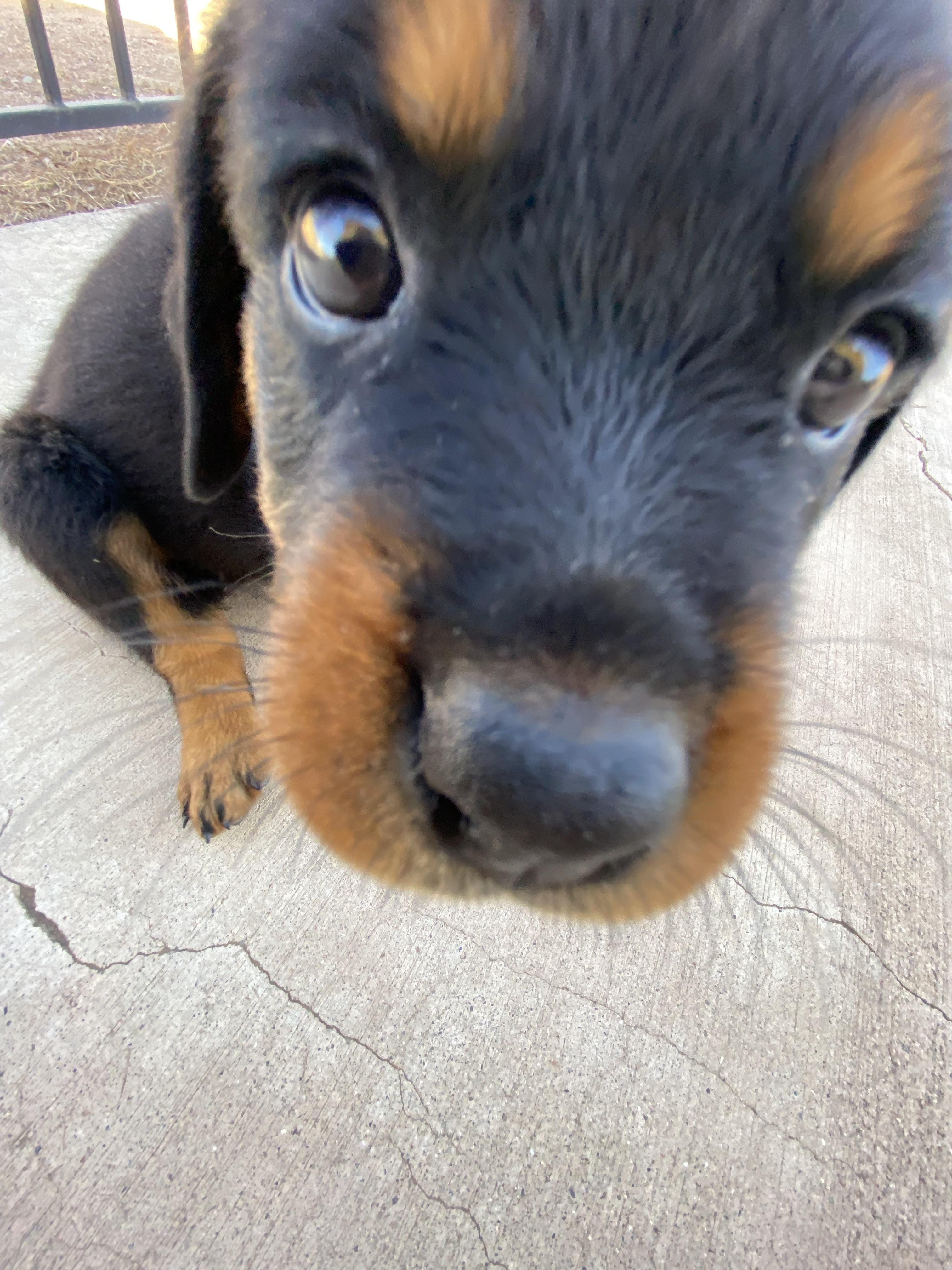 New puppy :) | Scrolller