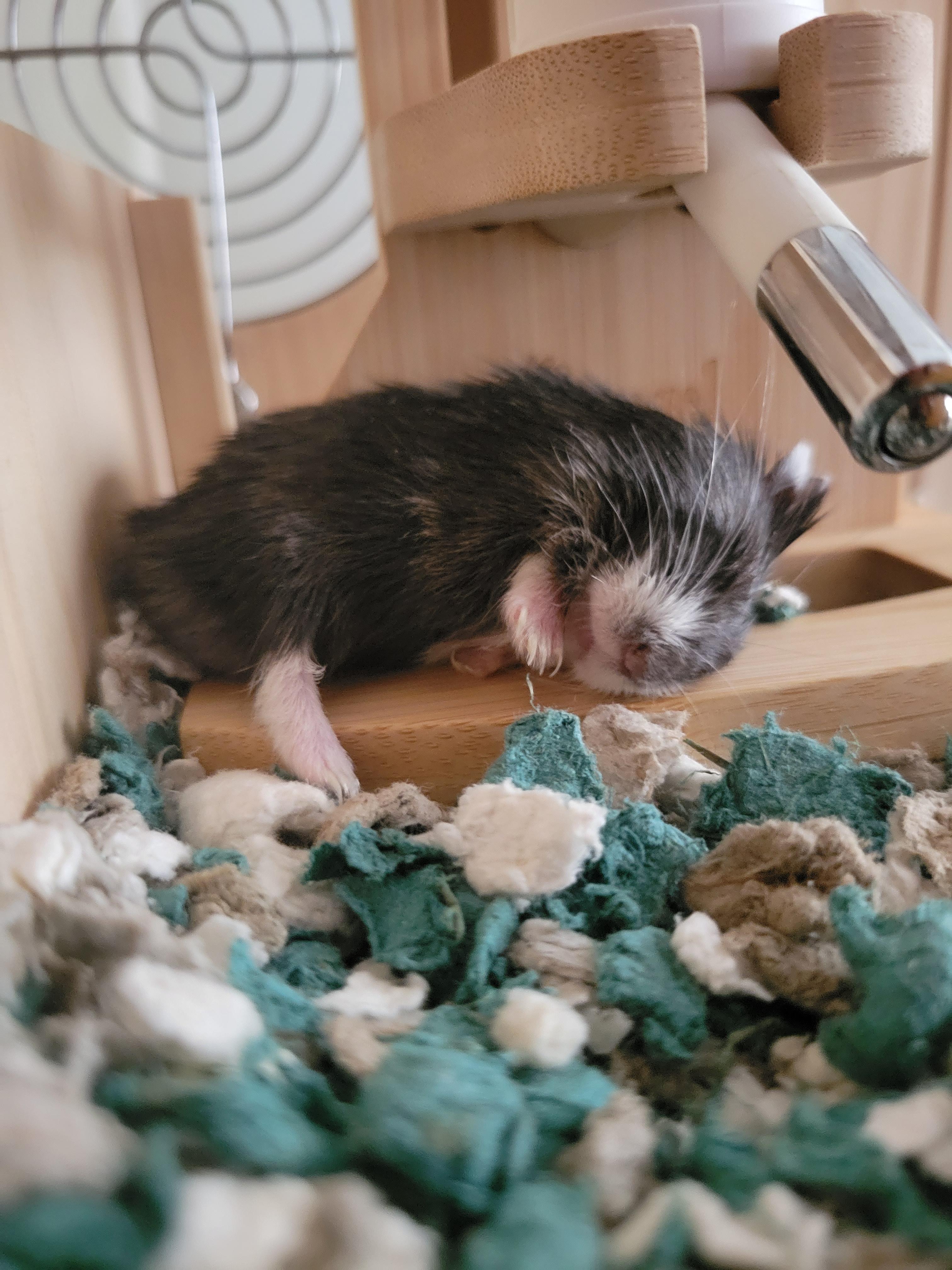 Meet gus gus | Scrolller