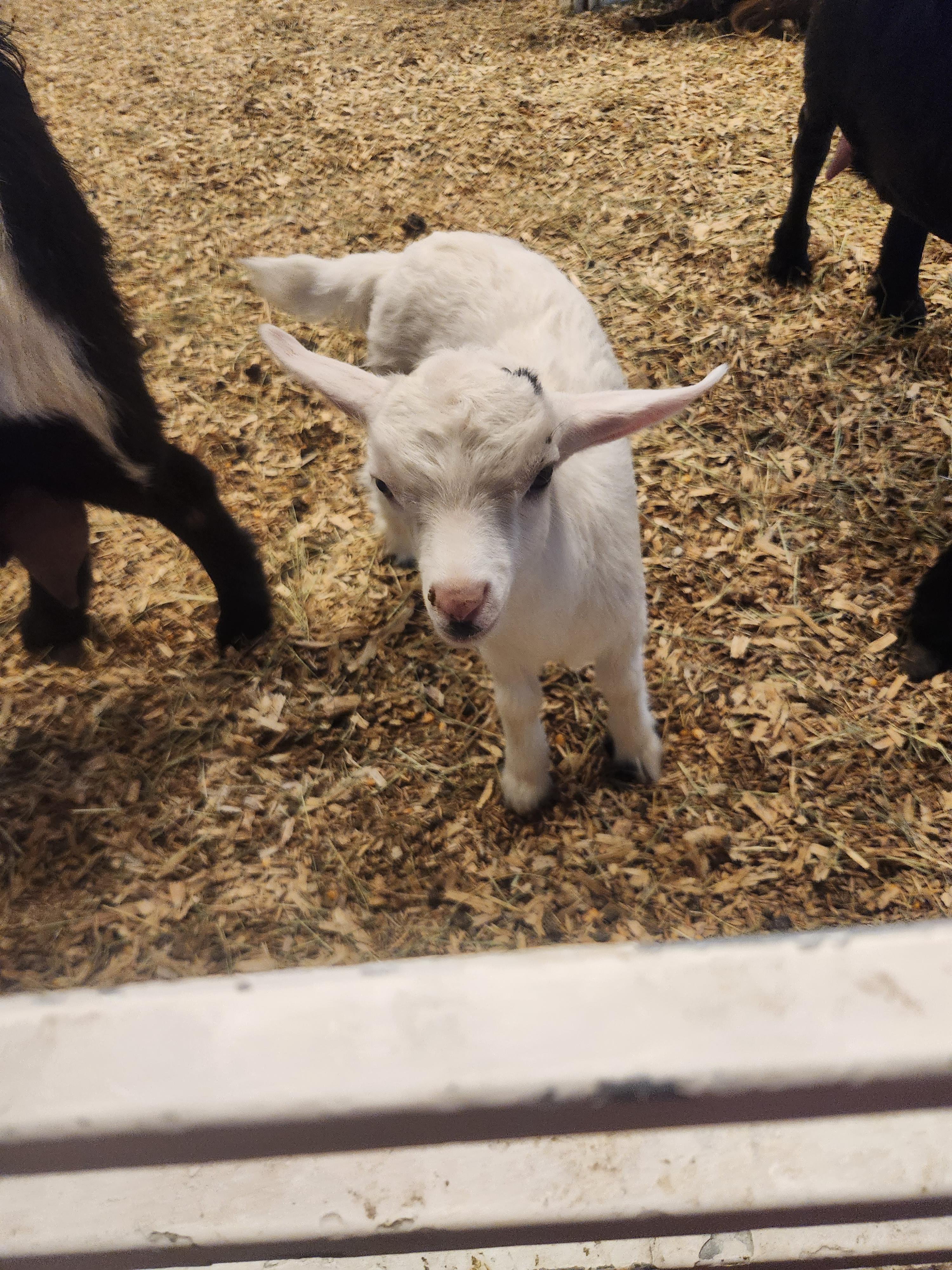 Baby goats! | Scrolller