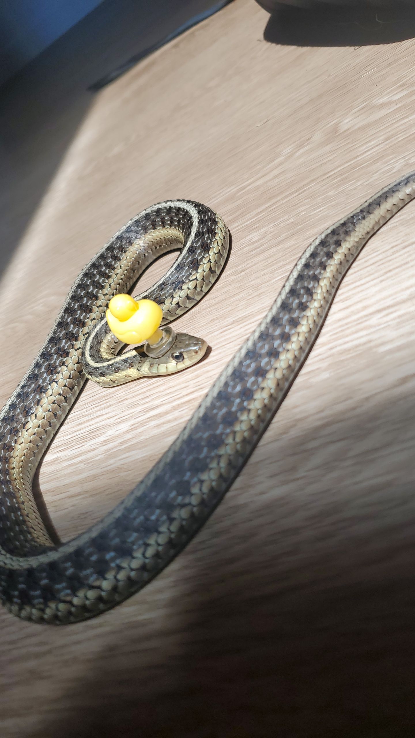 Sweet noodle | Scrolller