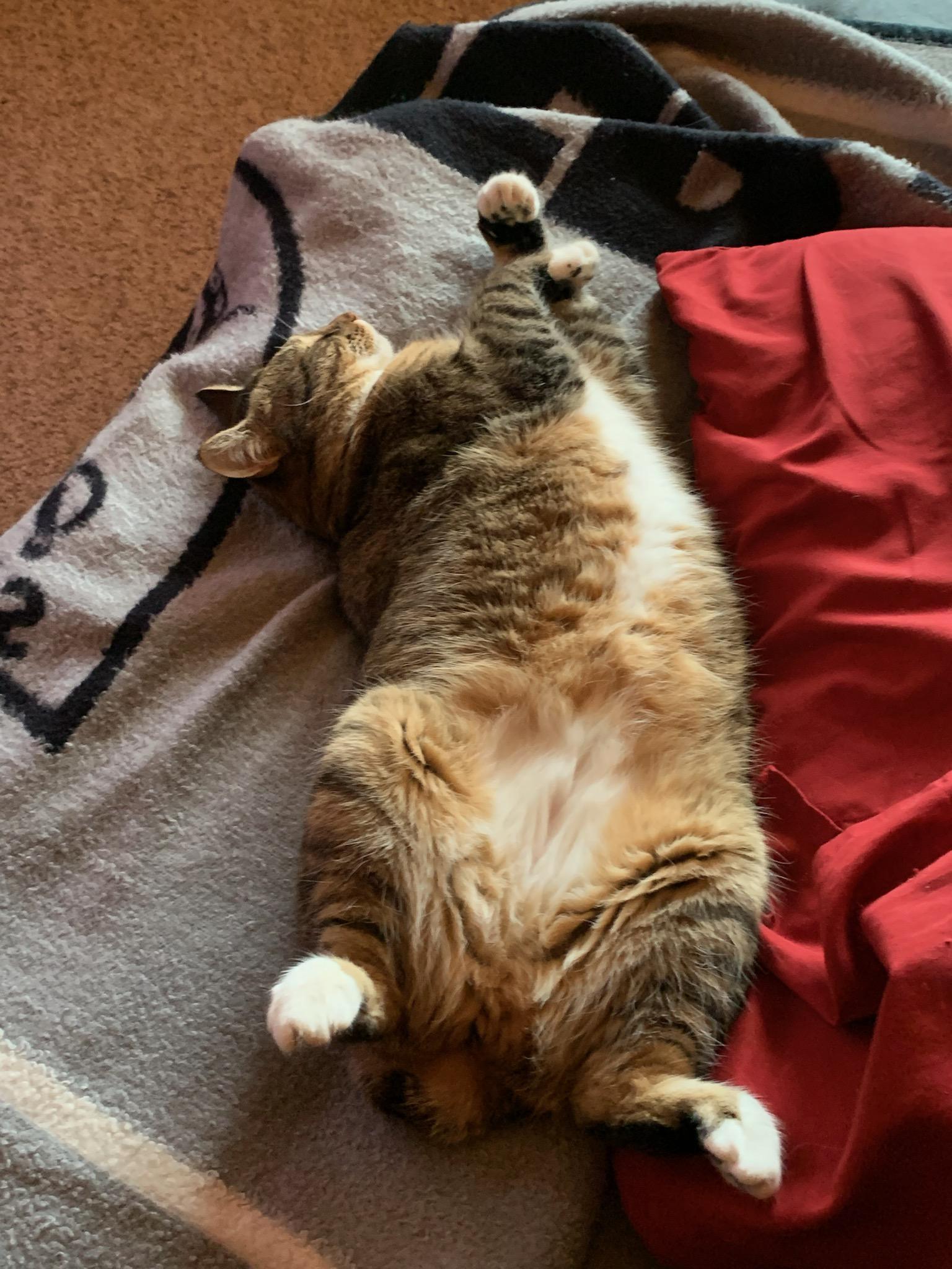 Chest rubs allowed | Belly off limits | Scrolller