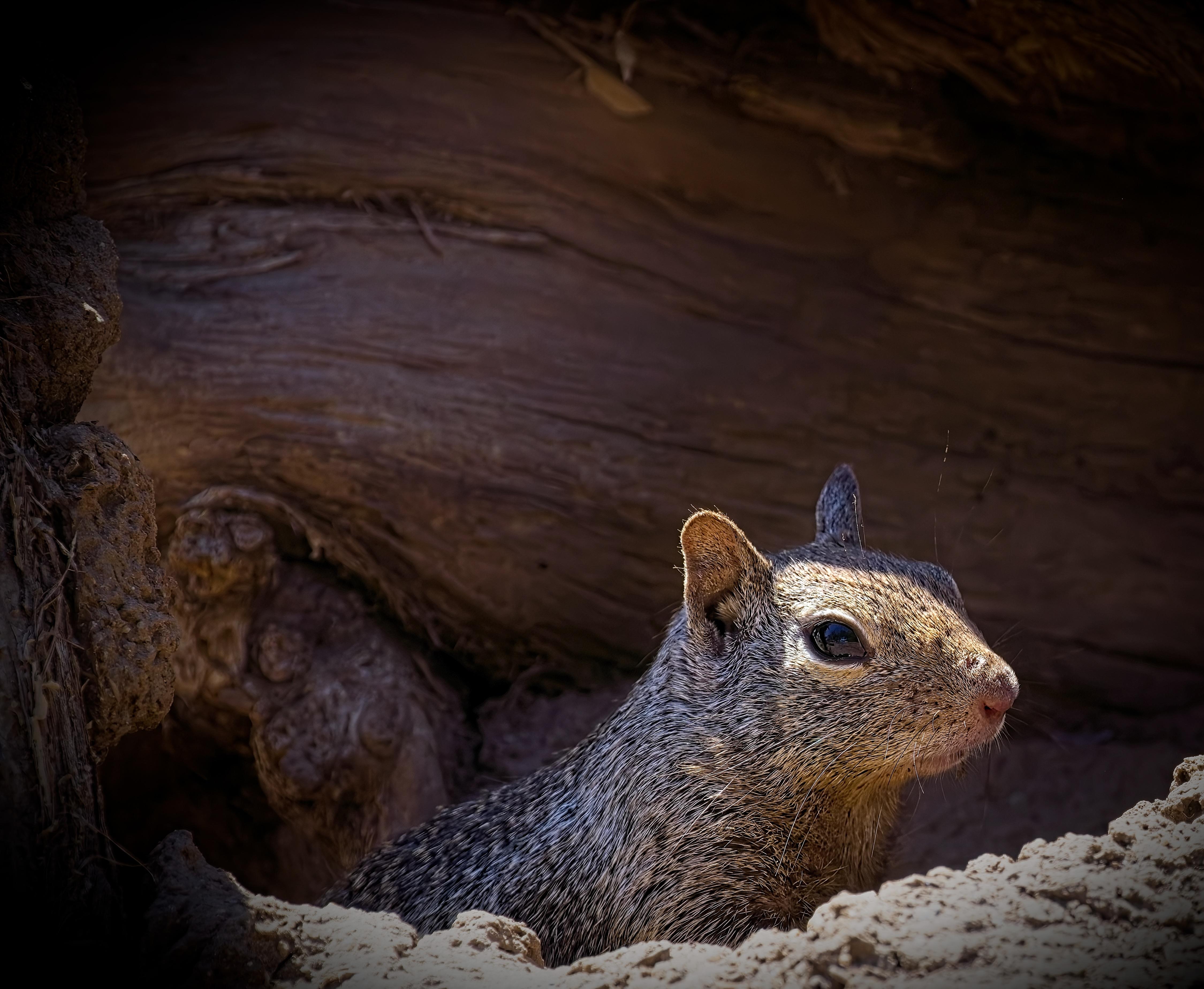 Some Ground Squirrel shots. | Scrolller
