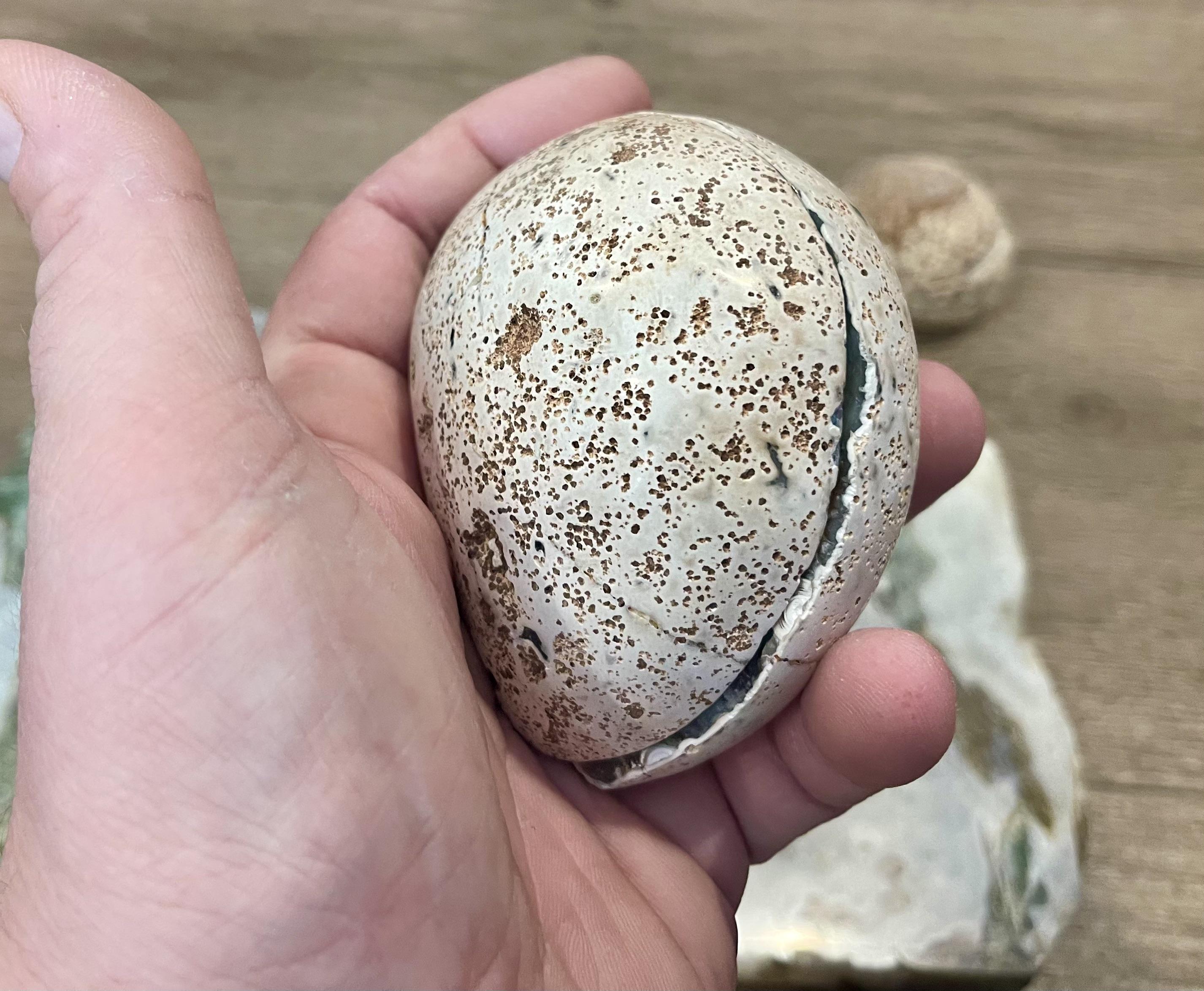 New Arrivals for my Collection!! | Scrolller