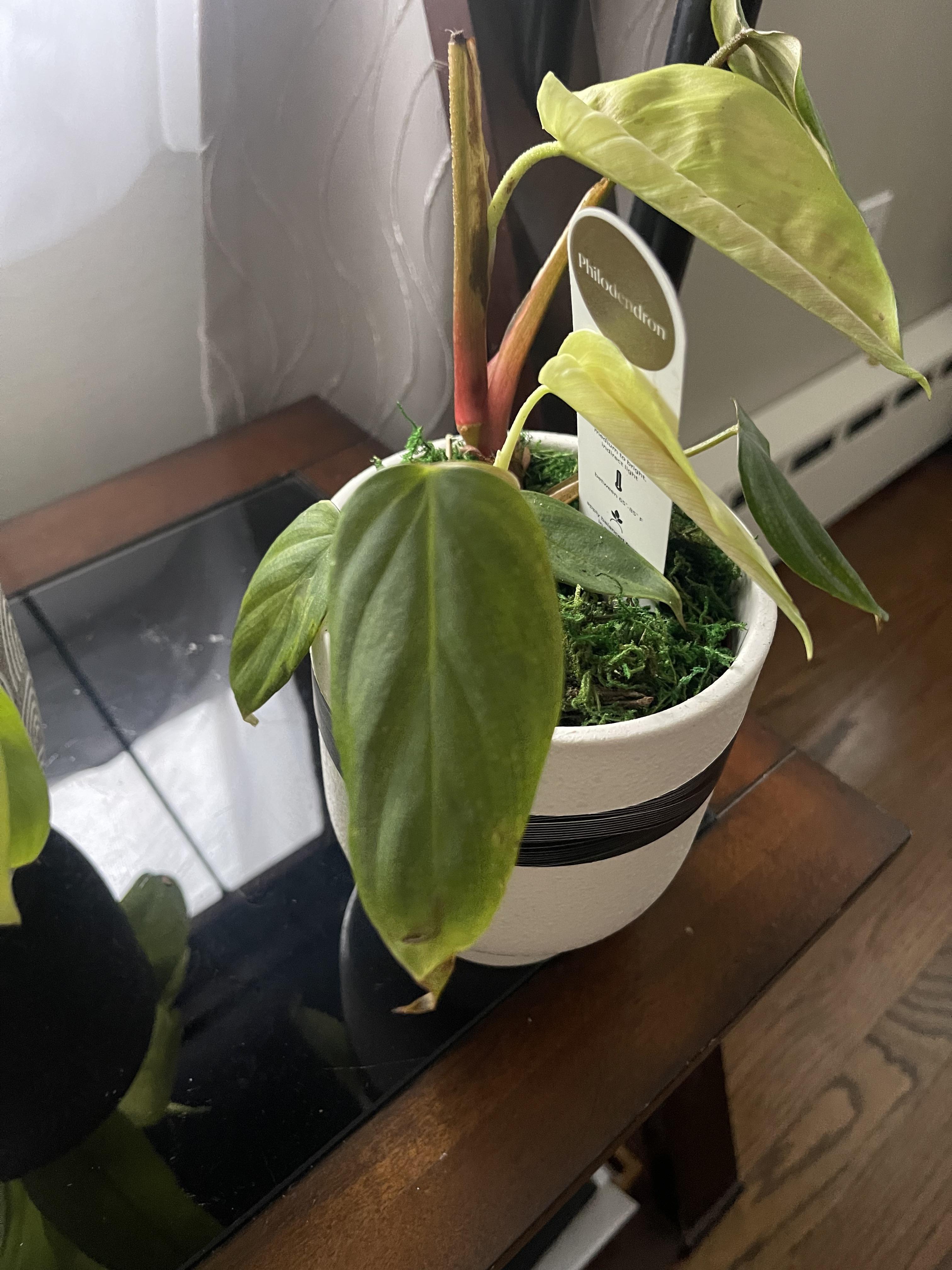 Identify these two philodendrons | Scrolller