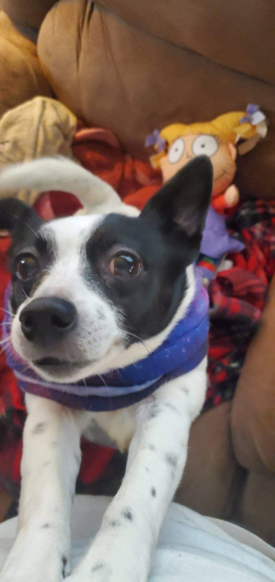 Meet Molly | Scrolller