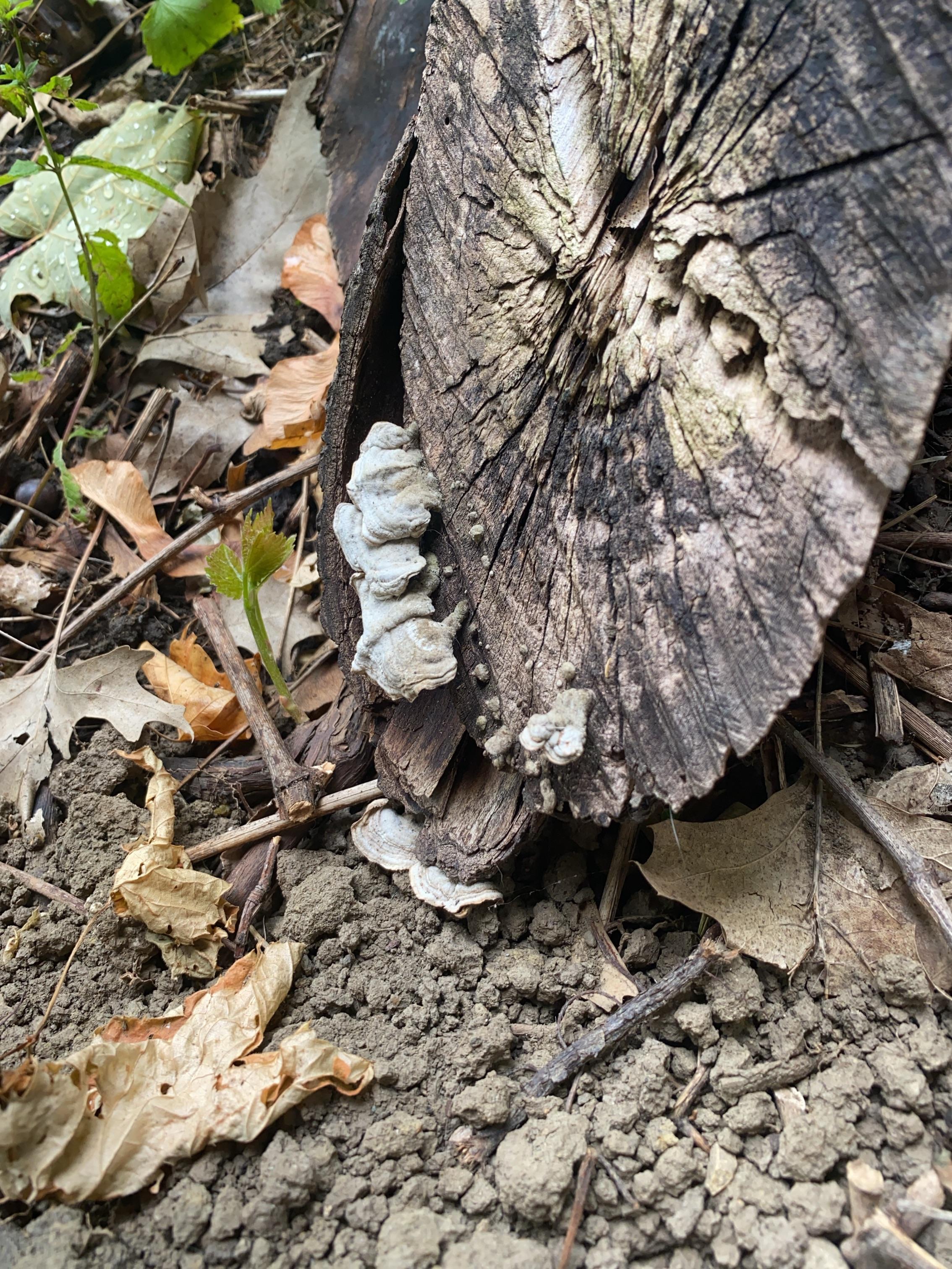 What is this mushroom? | Scrolller