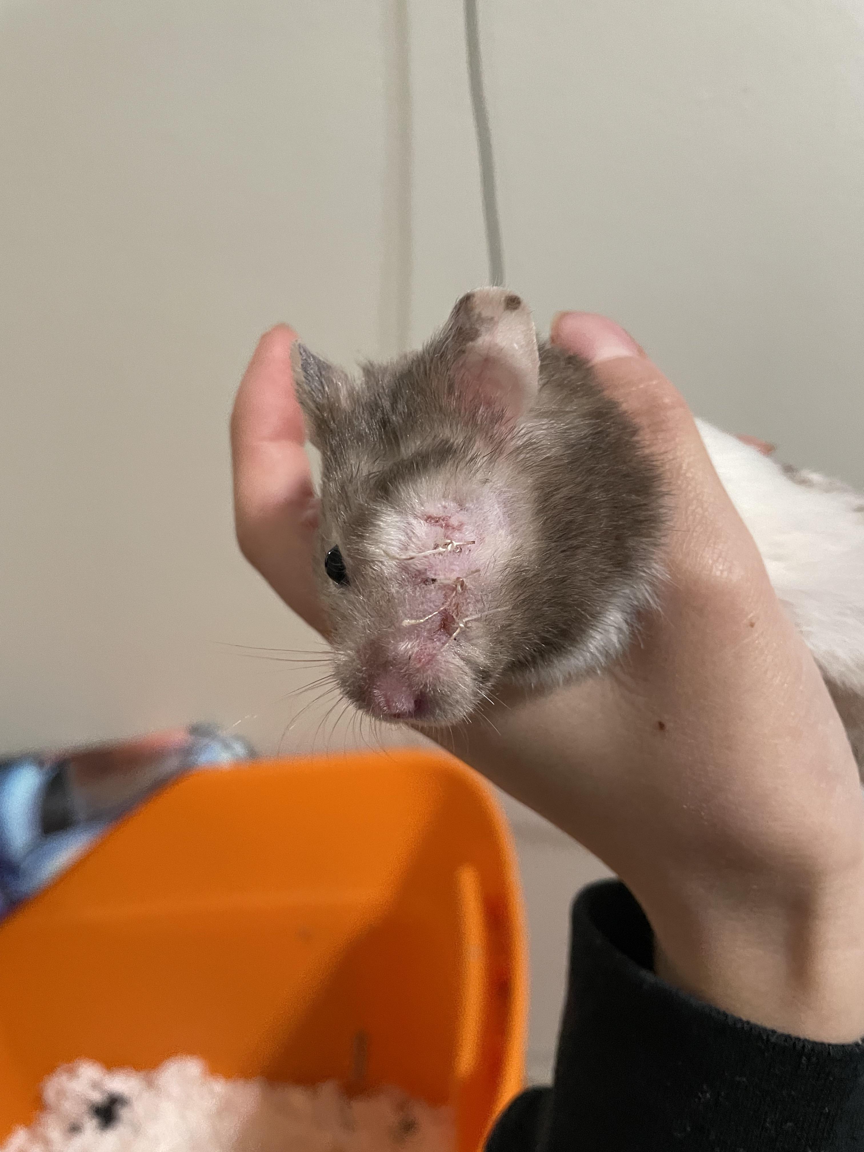 Small Update on Biscuit | Scrolller