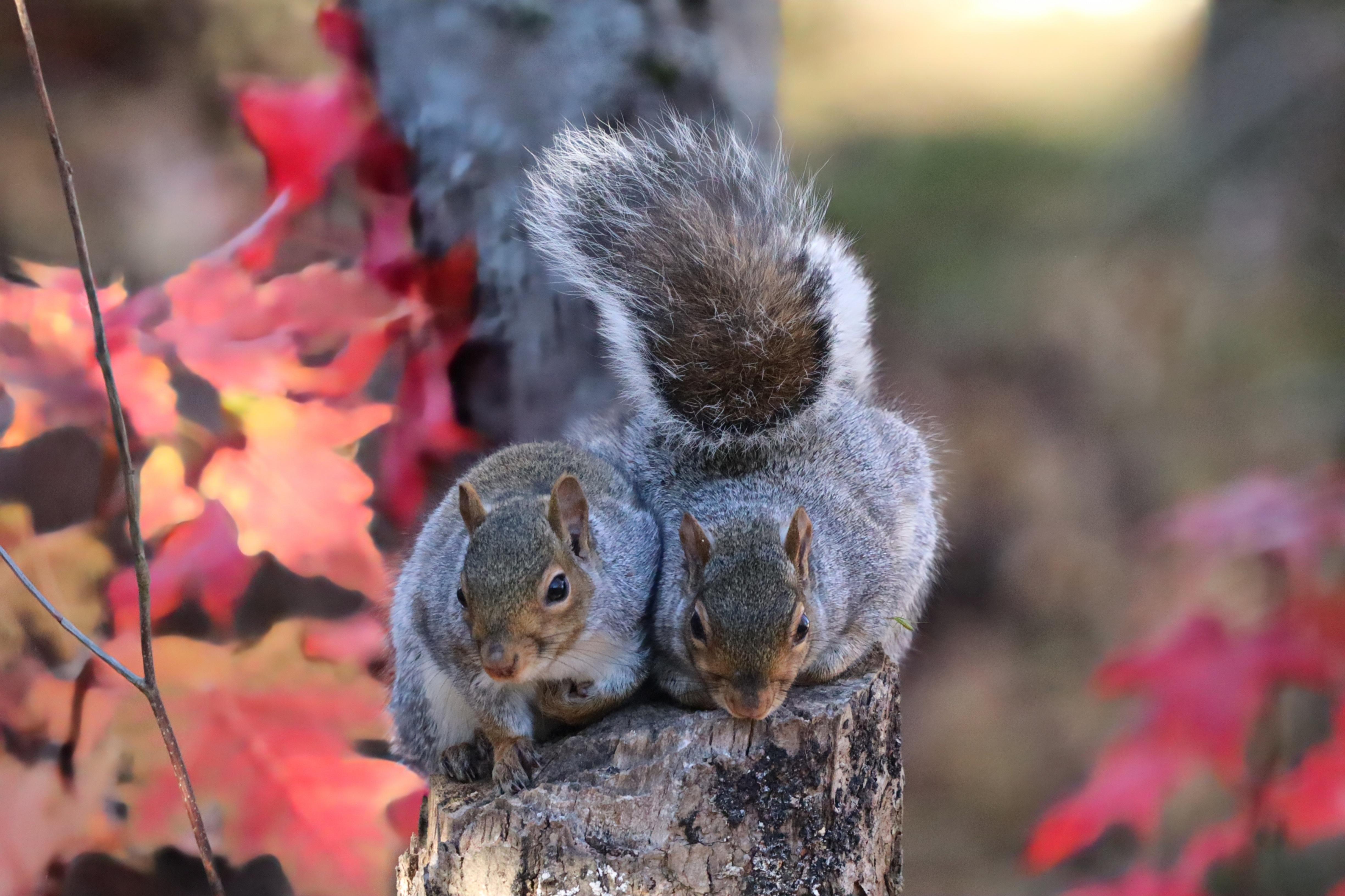 Cuddly squirrels in my backyard. | Scrolller