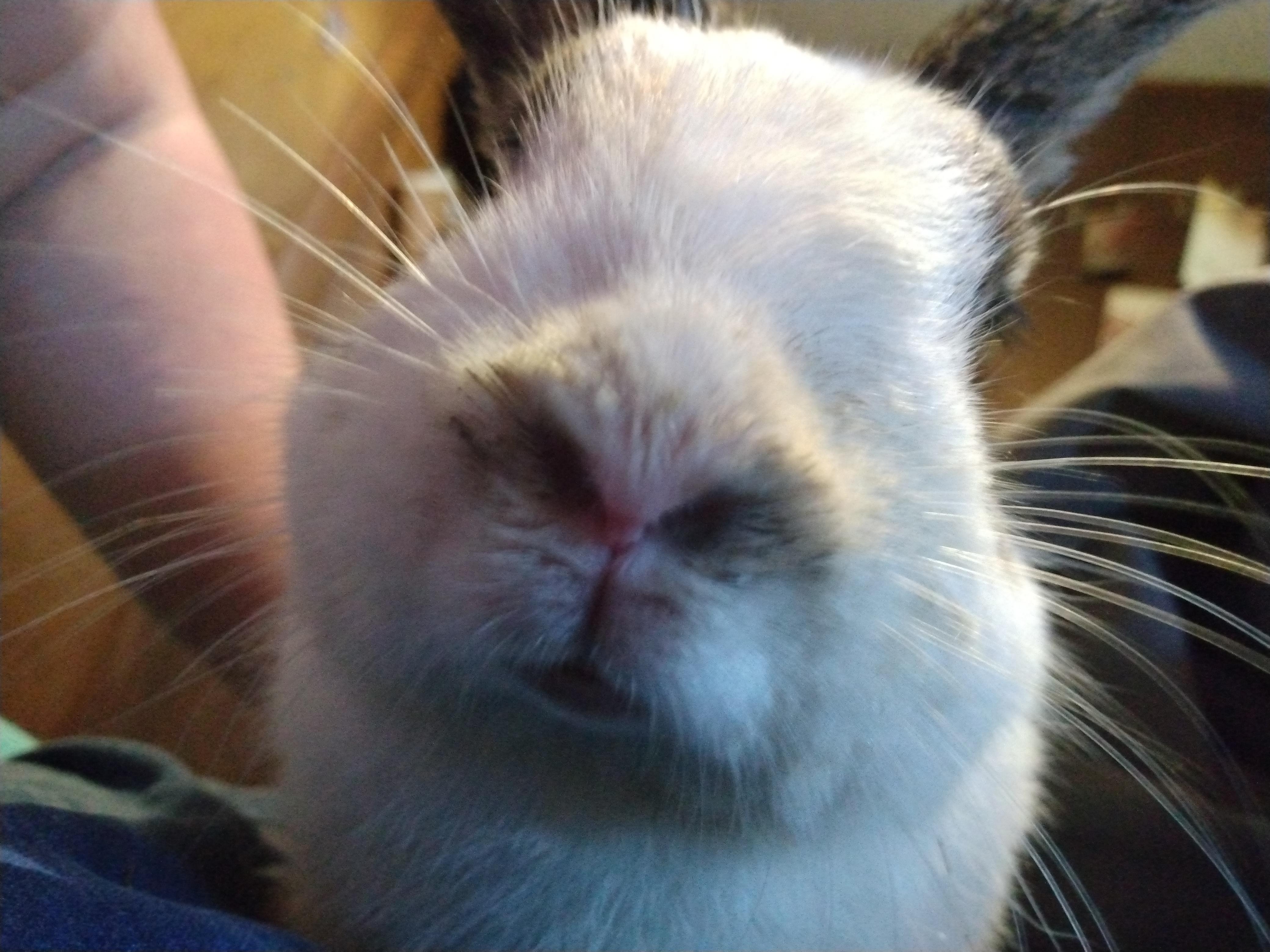 Meet (Mr/Mrs) Honey and Goliath | Scrolller