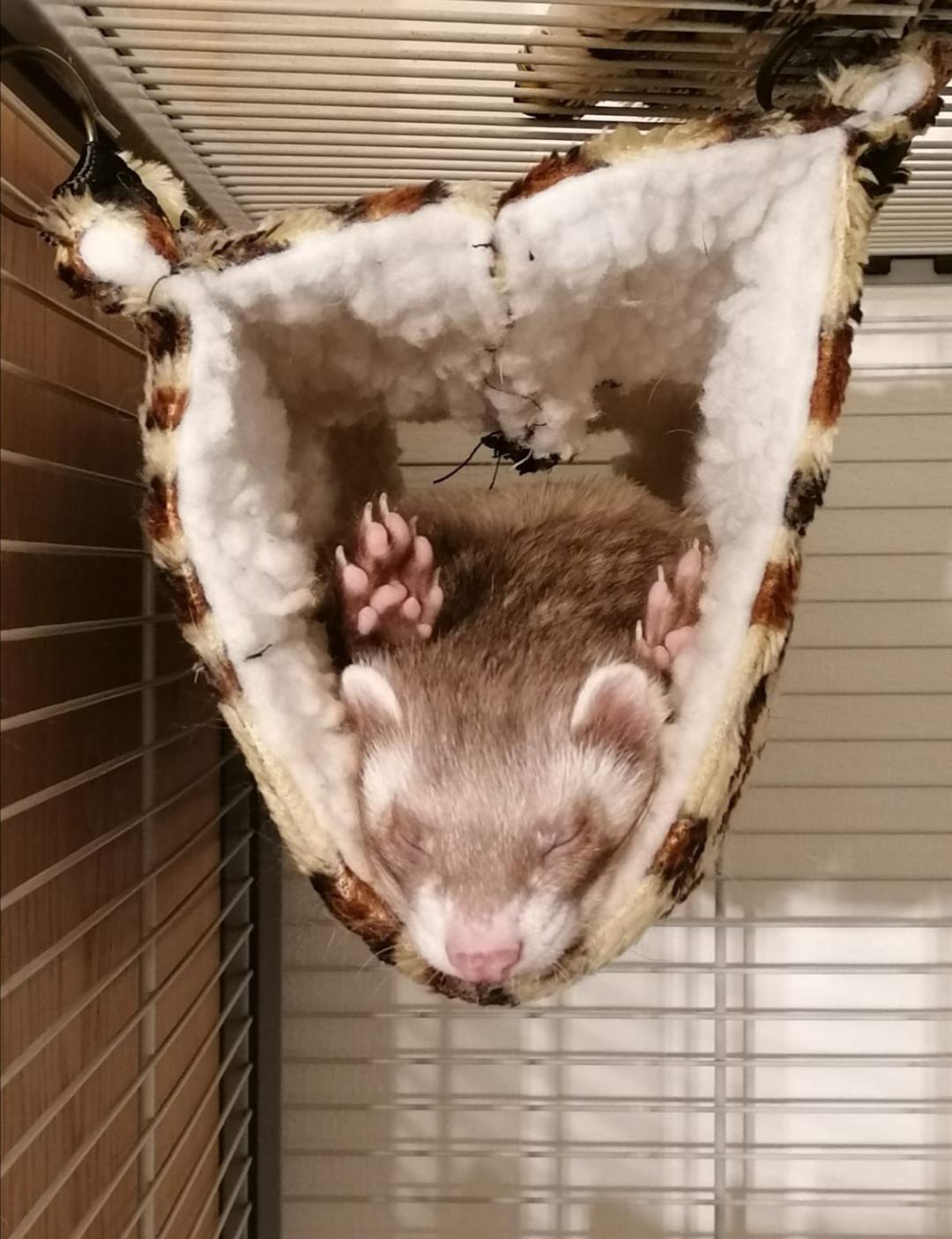 Random appreciation post for my ferret Finley | Scrolller