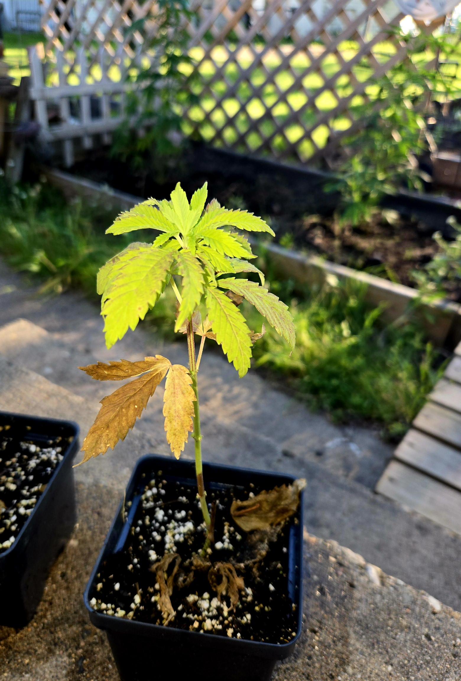 Help save these leggy ladies! | Scrolller