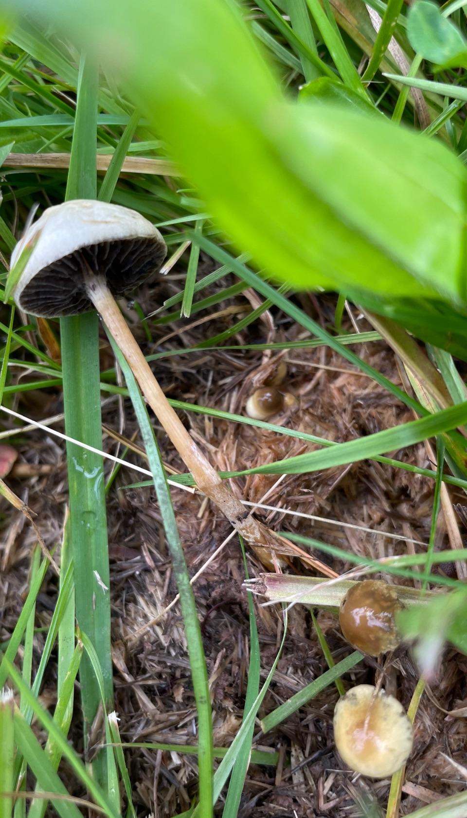 Any ideas? | Scrolller