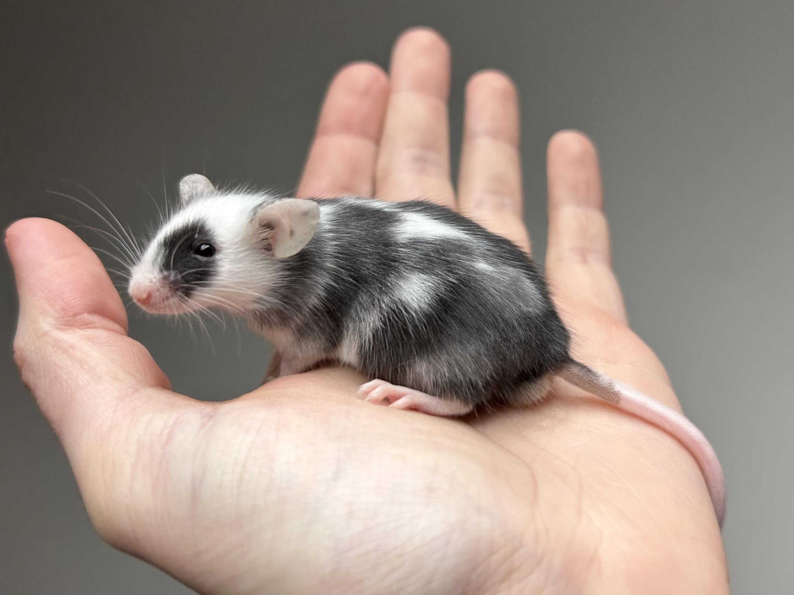 The difference 2 weeks makes in coat pattern! | Scrolller