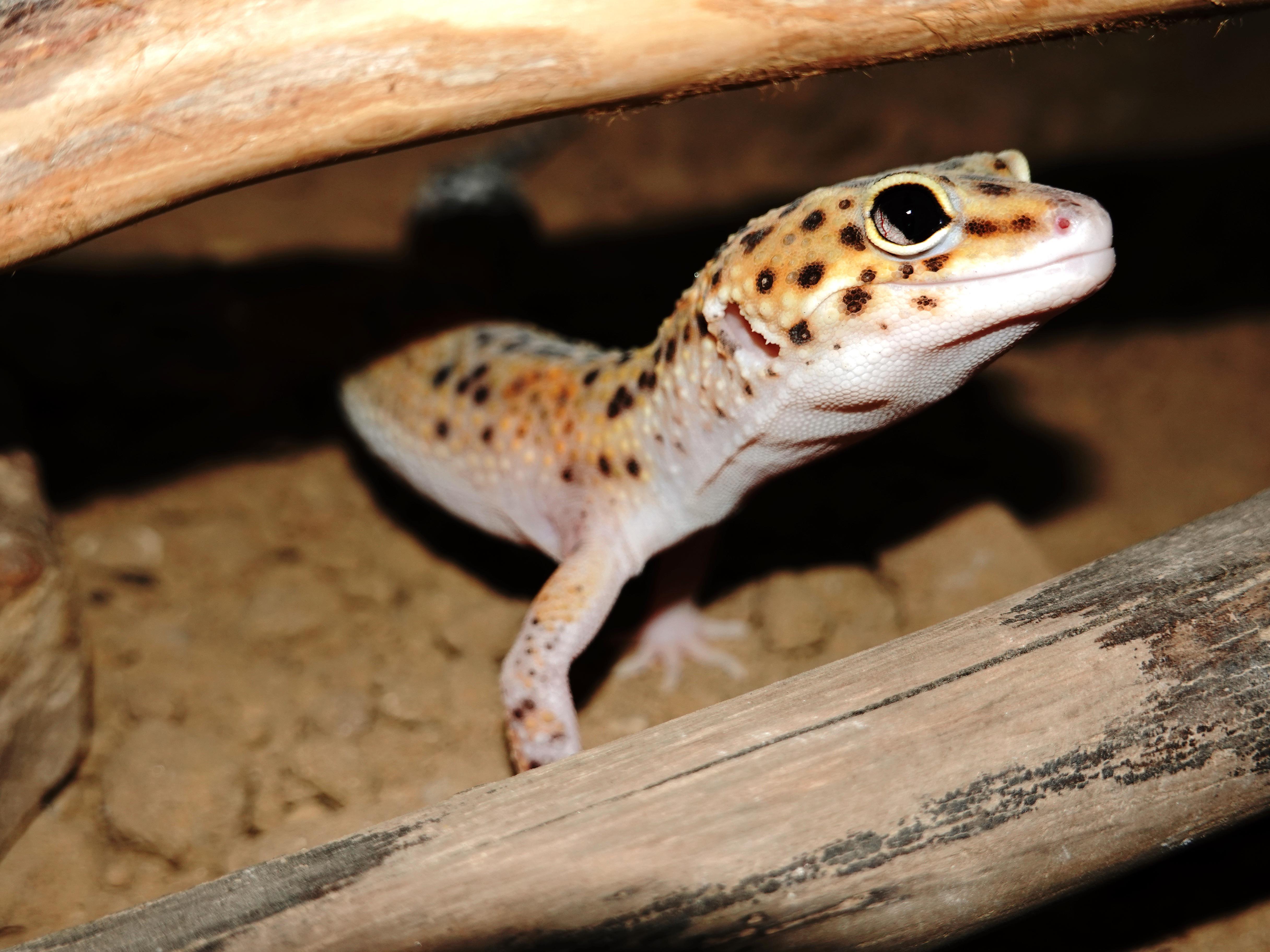 Black blood eclipse 🧡 | Scrolller