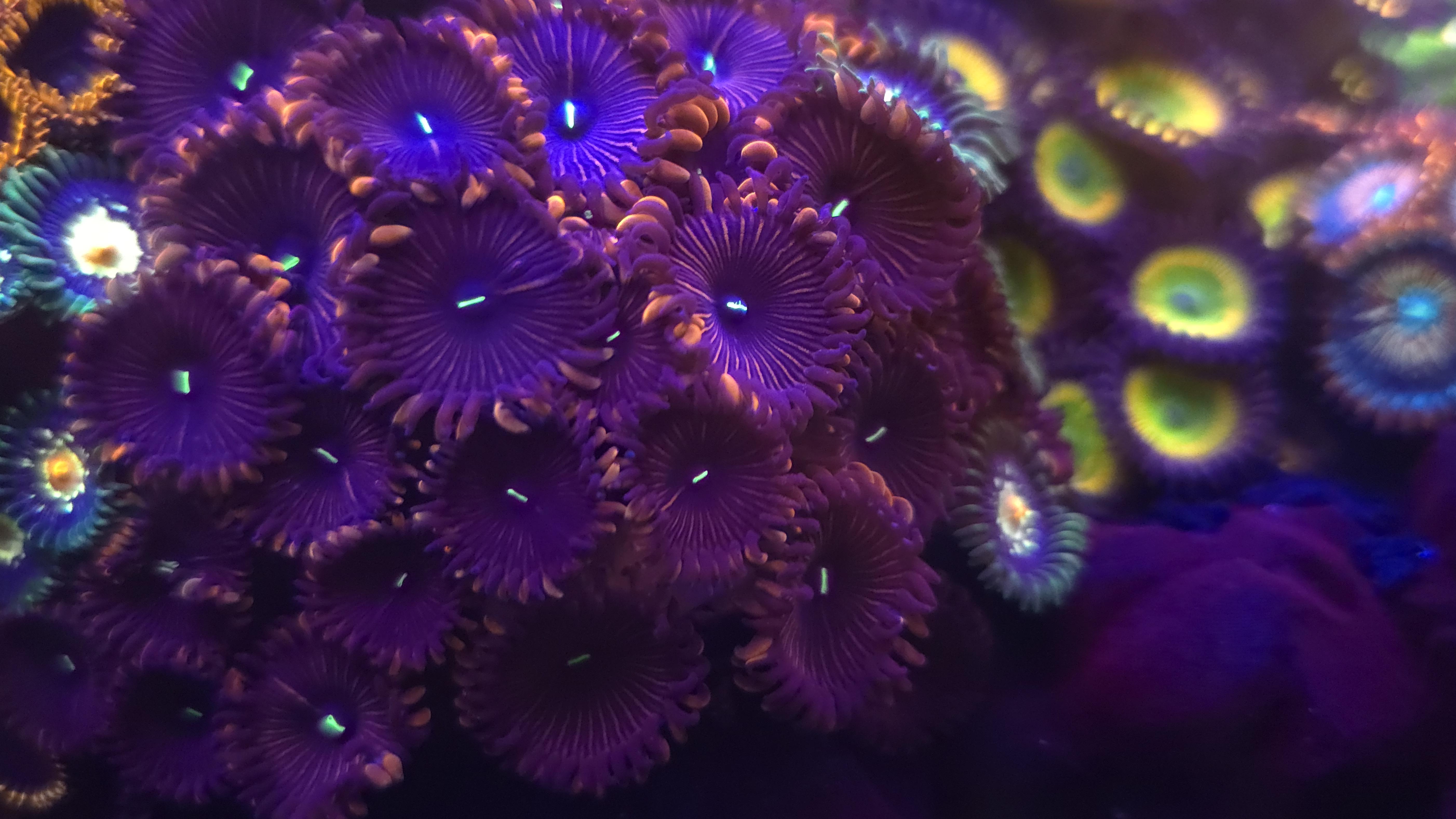 Zoas definitely own this corner of the tank! | Scrolller