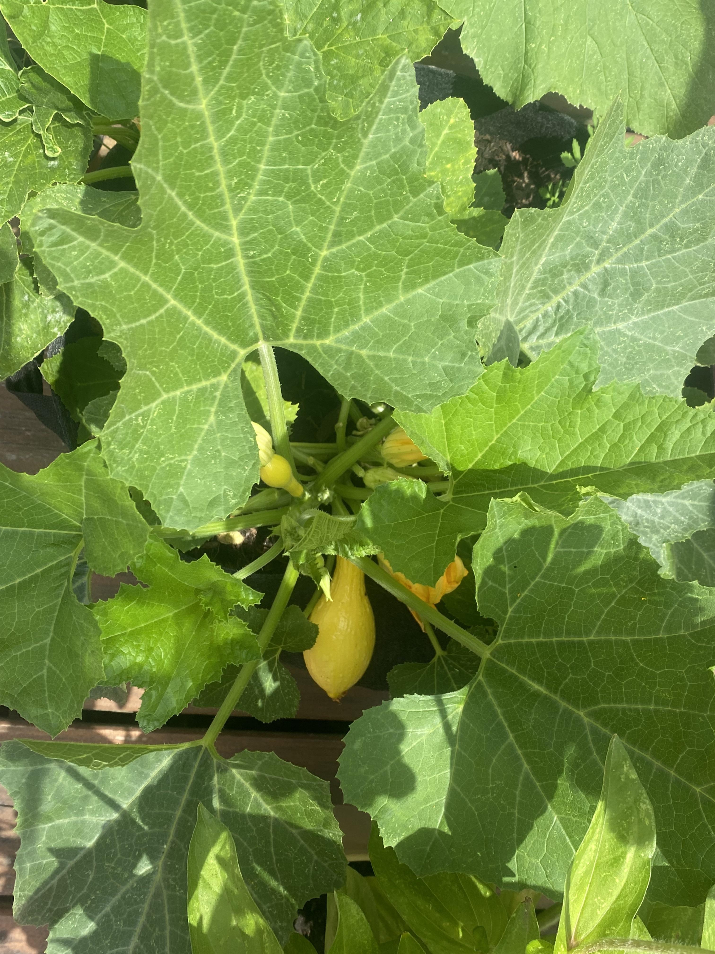Are these two different squash plants? | Scrolller