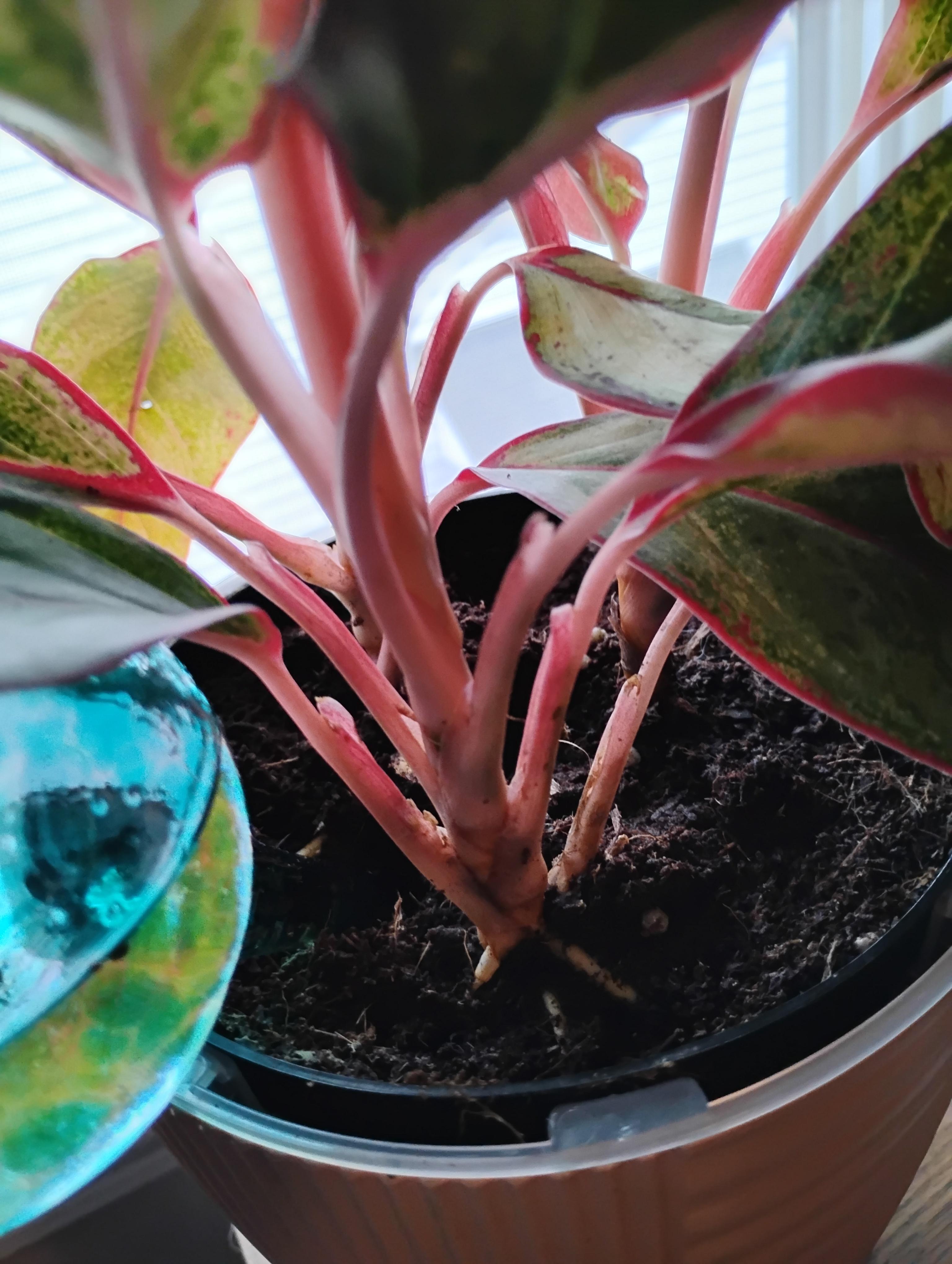 Inside plant has bite marks | Scrolller