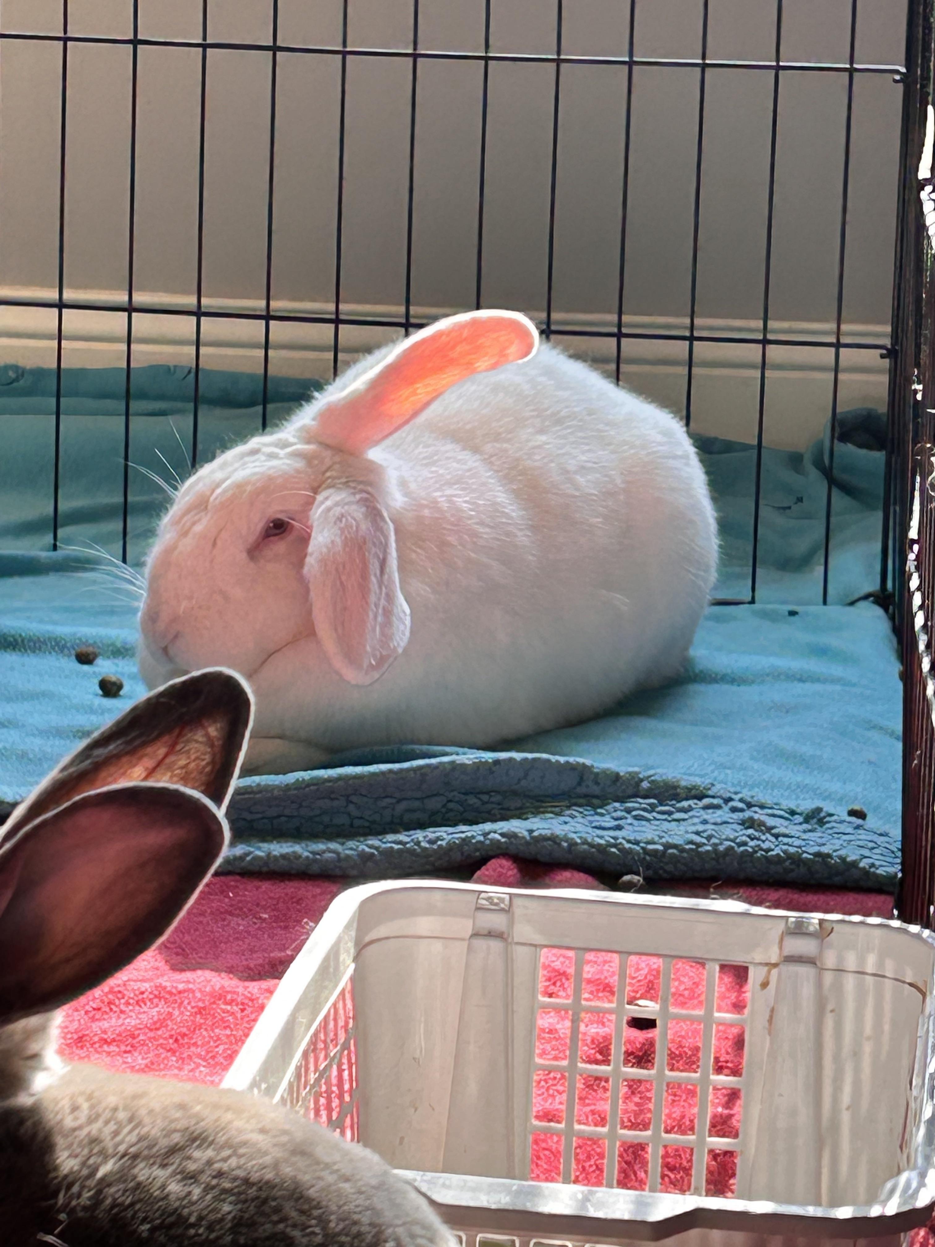 Bunny Bonding! | Scrolller