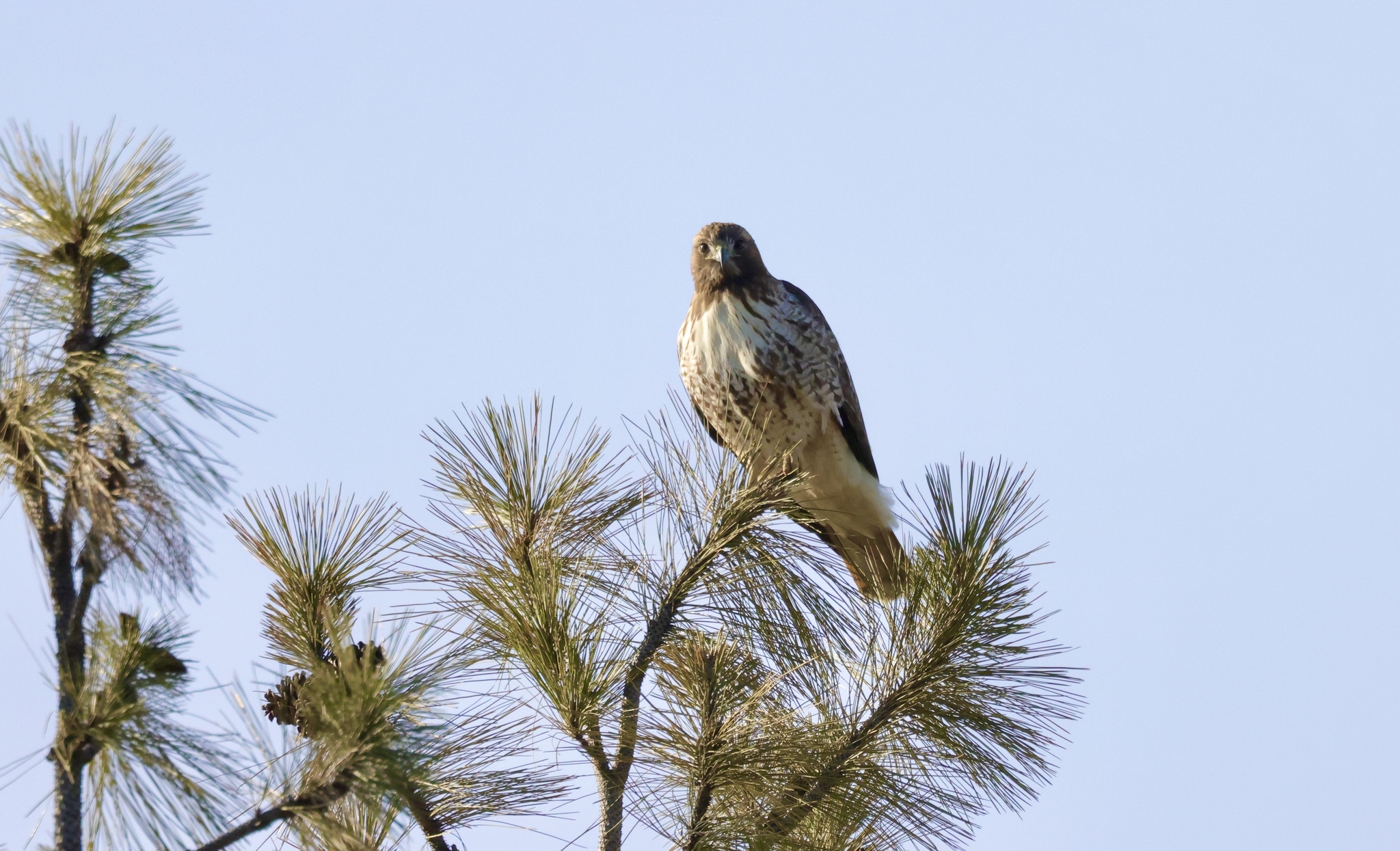 Red-Tail Hawk | Scrolller