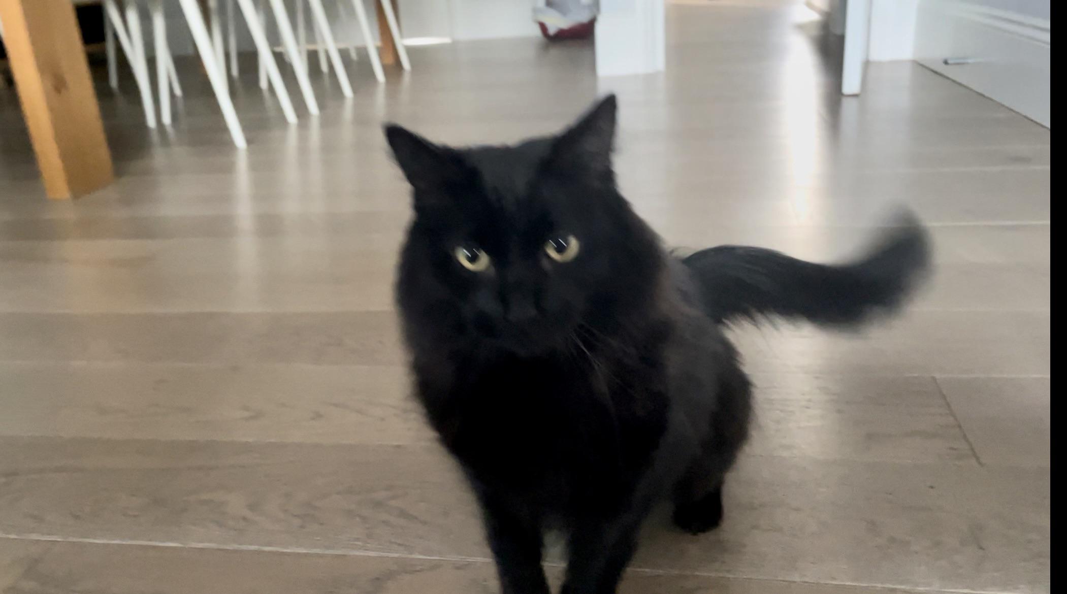 What breed are my cats? | Scrolller