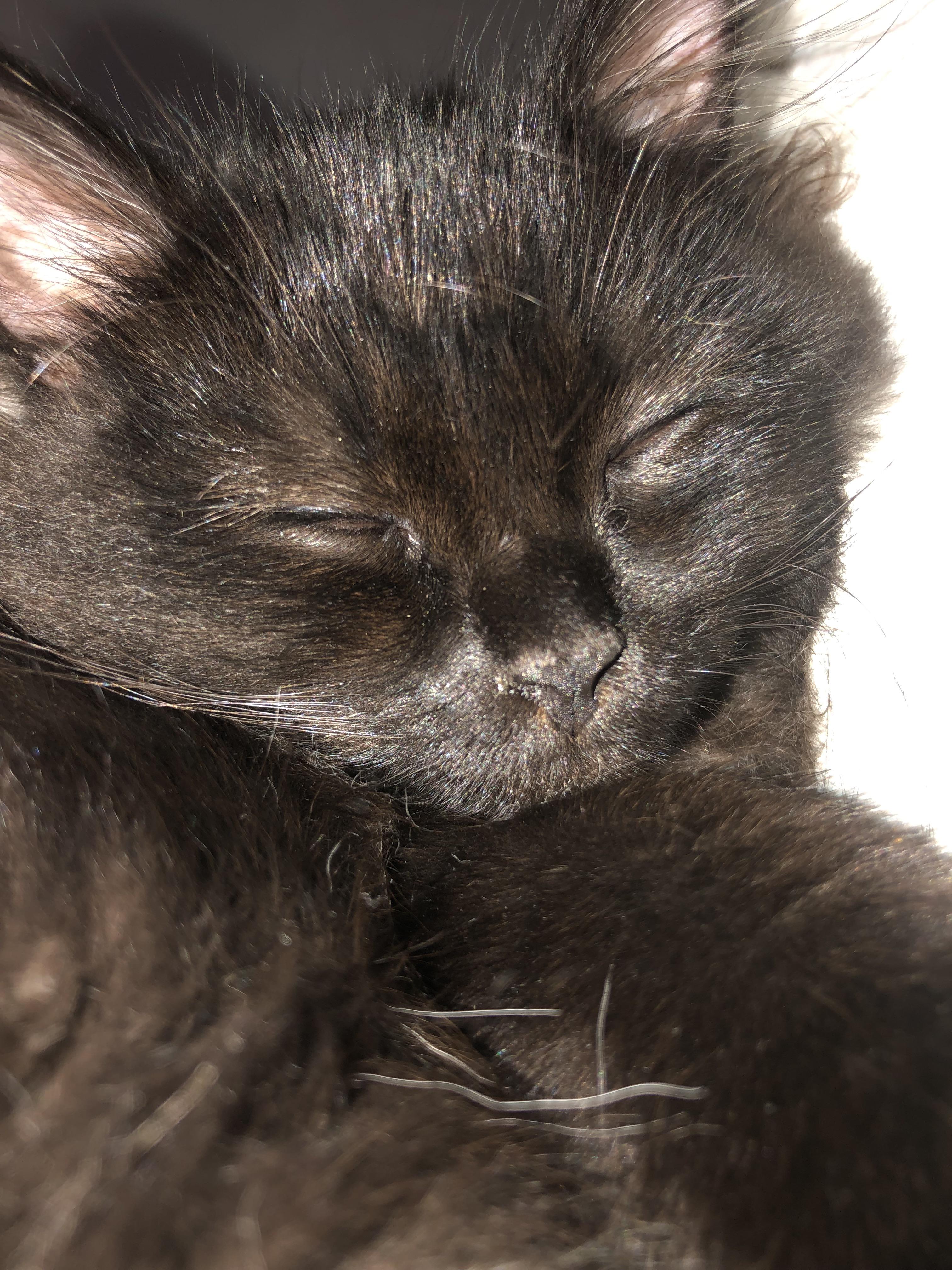 Meet Pepper! Making progress with big brother! | Scrolller