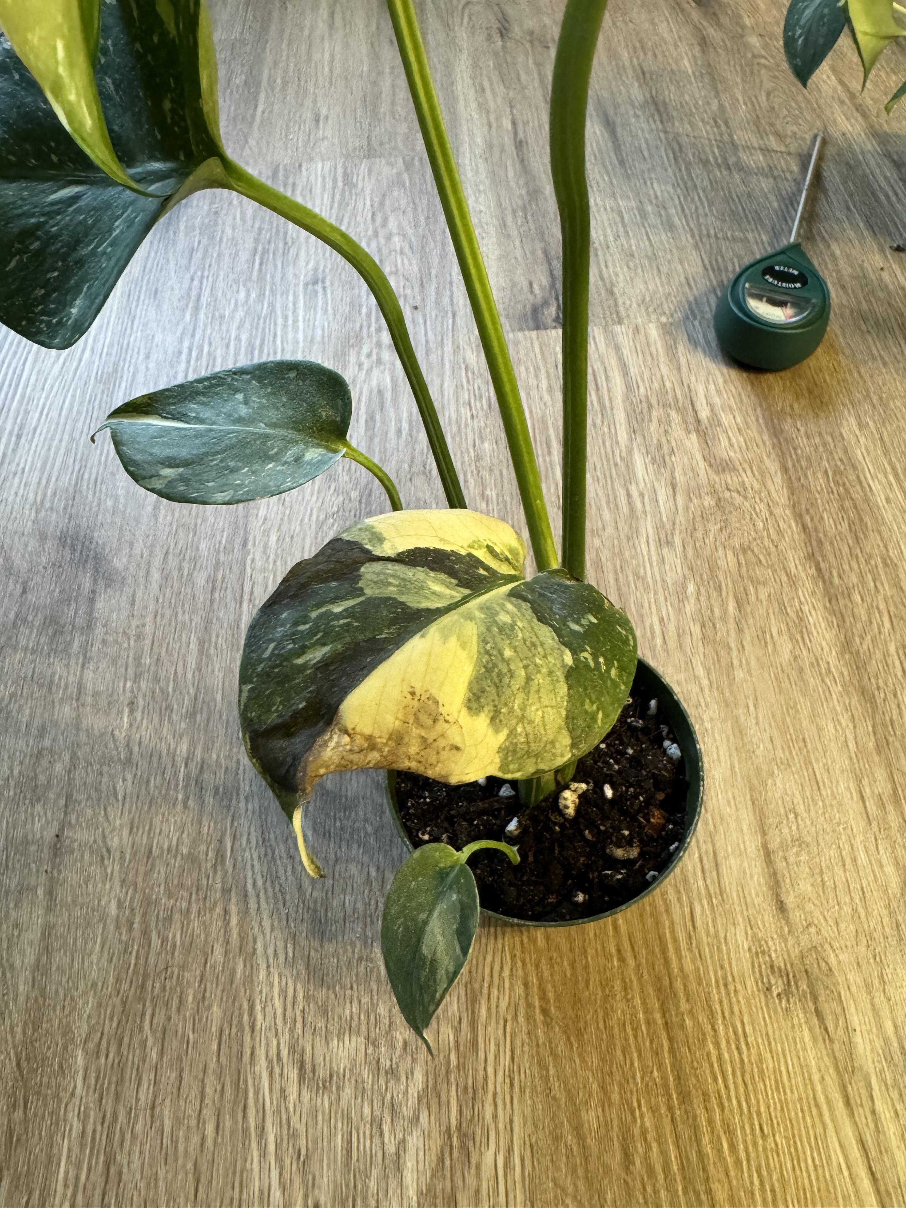 Monstera Thai Constellation help | Scrolller