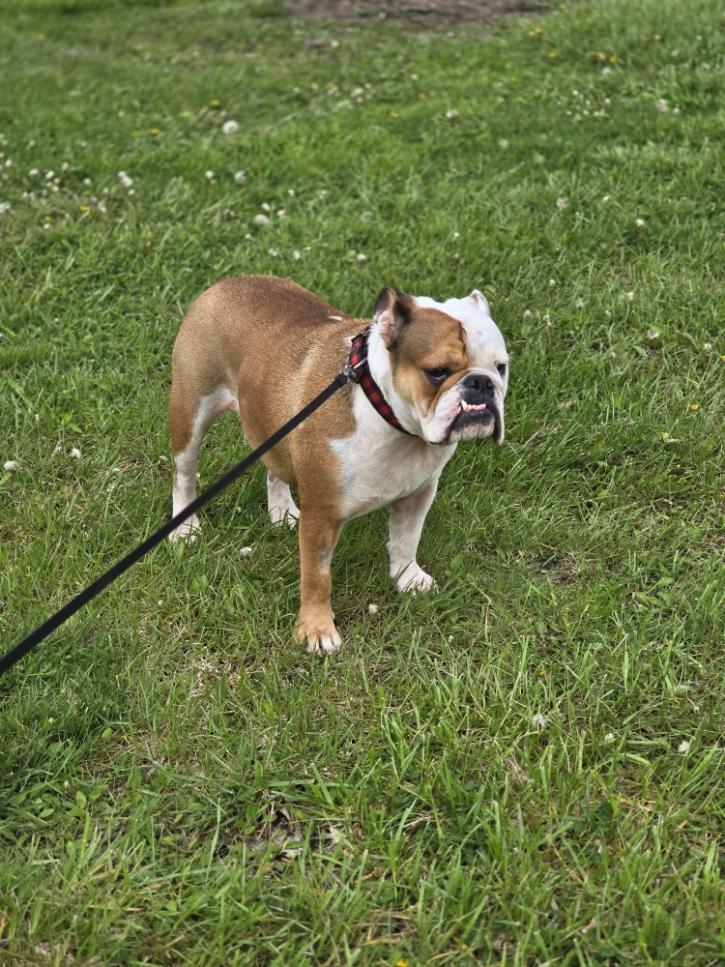 I've posted him a few times, but do we think Oli is an Old English? | Scrolller