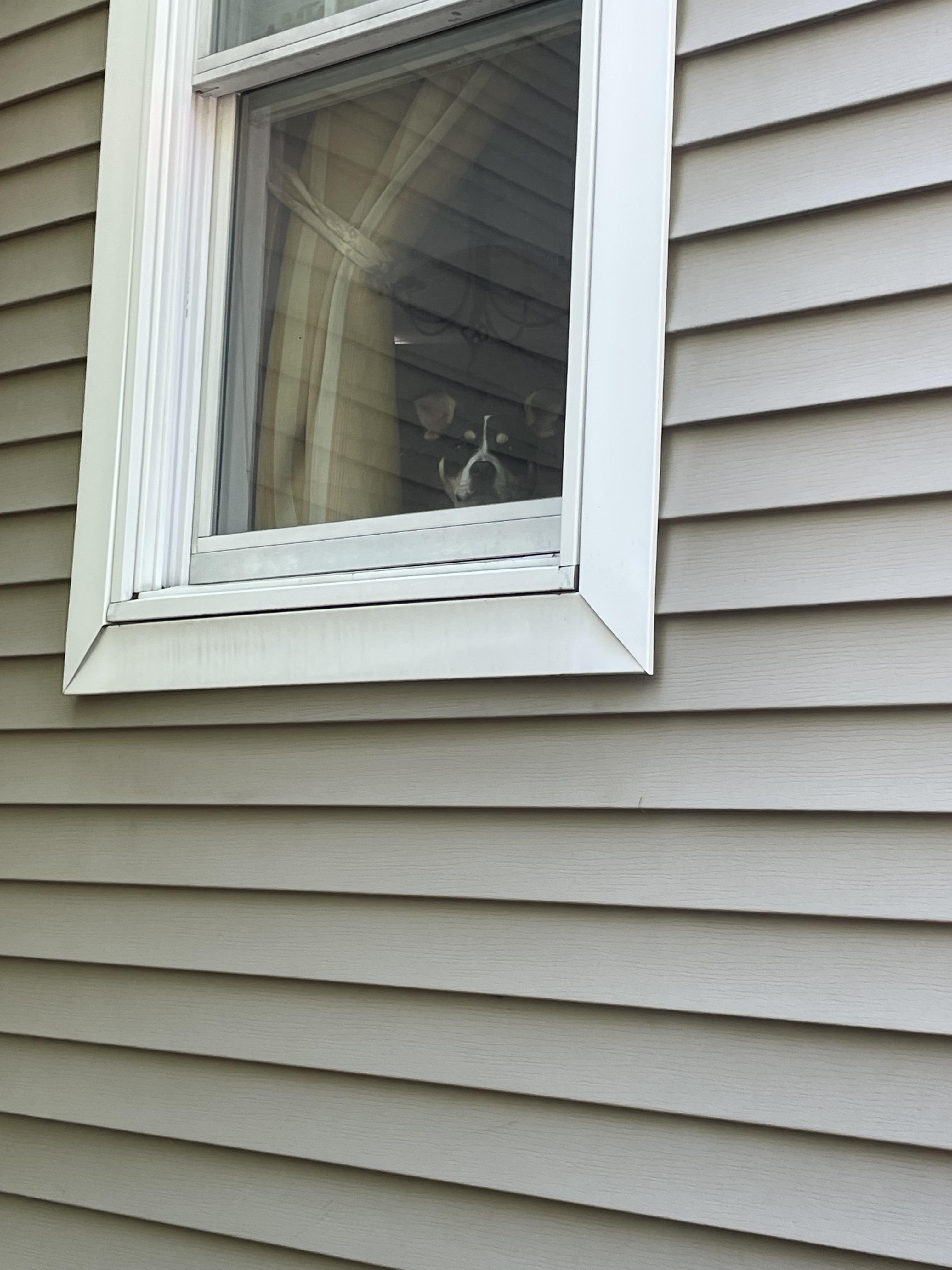 Pictures of my dogs | Scrolller