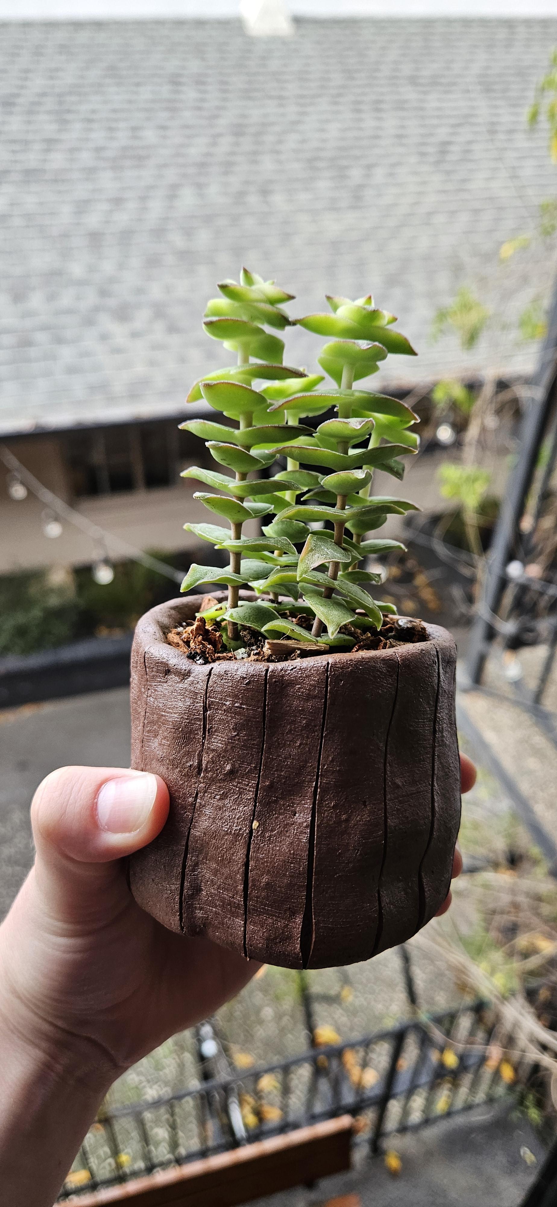 ID on succulent I bought today | Scrolller