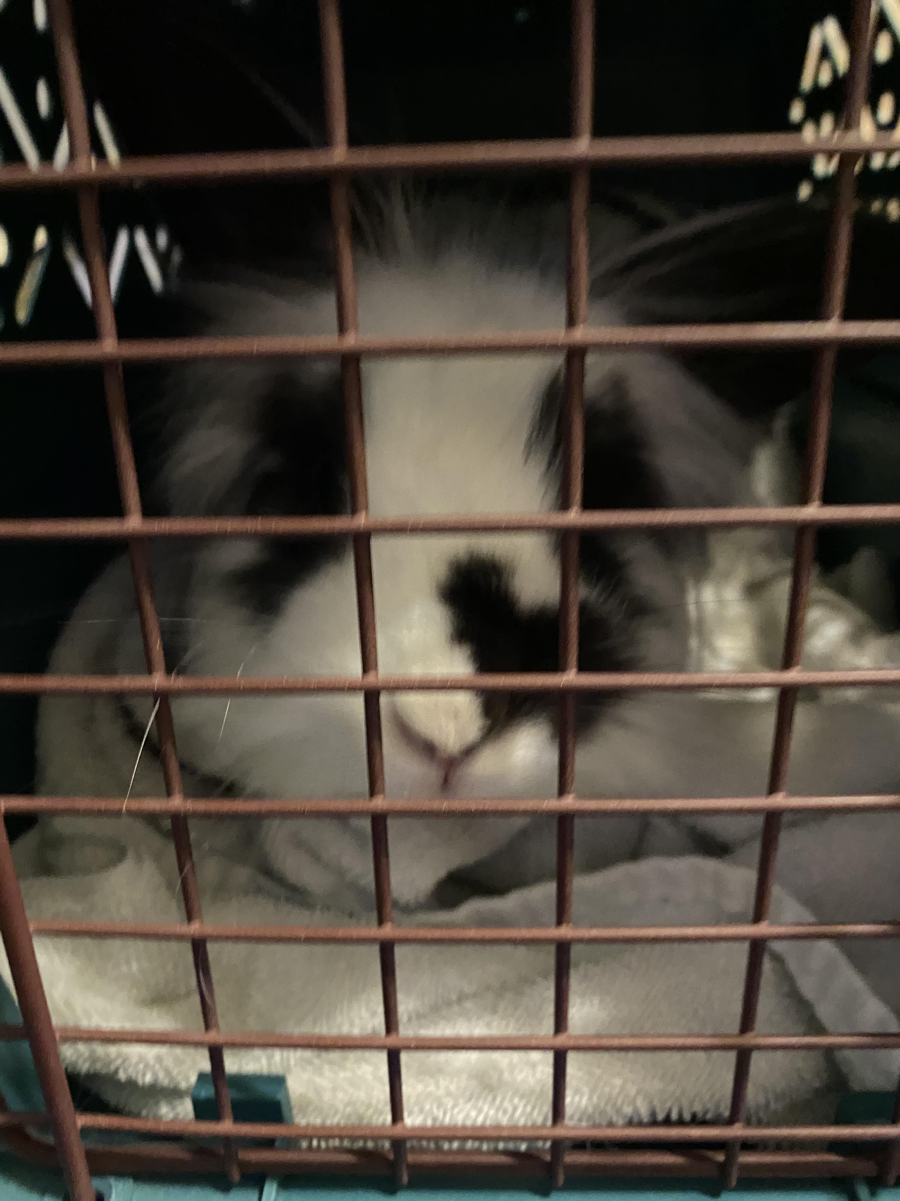 Advice needed!! I’m taking my bunny on a car ride that’s around 2 and a half hours. Should I put ...
