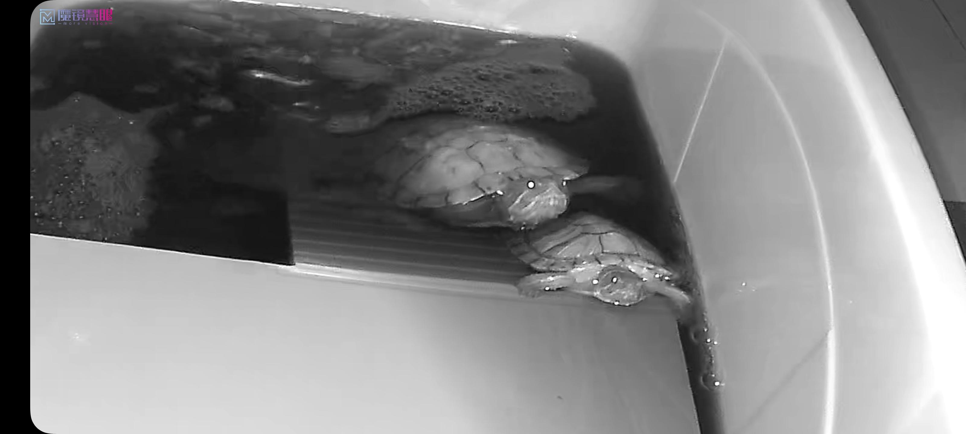 Turtle pond/Tarp setup | Scrolller