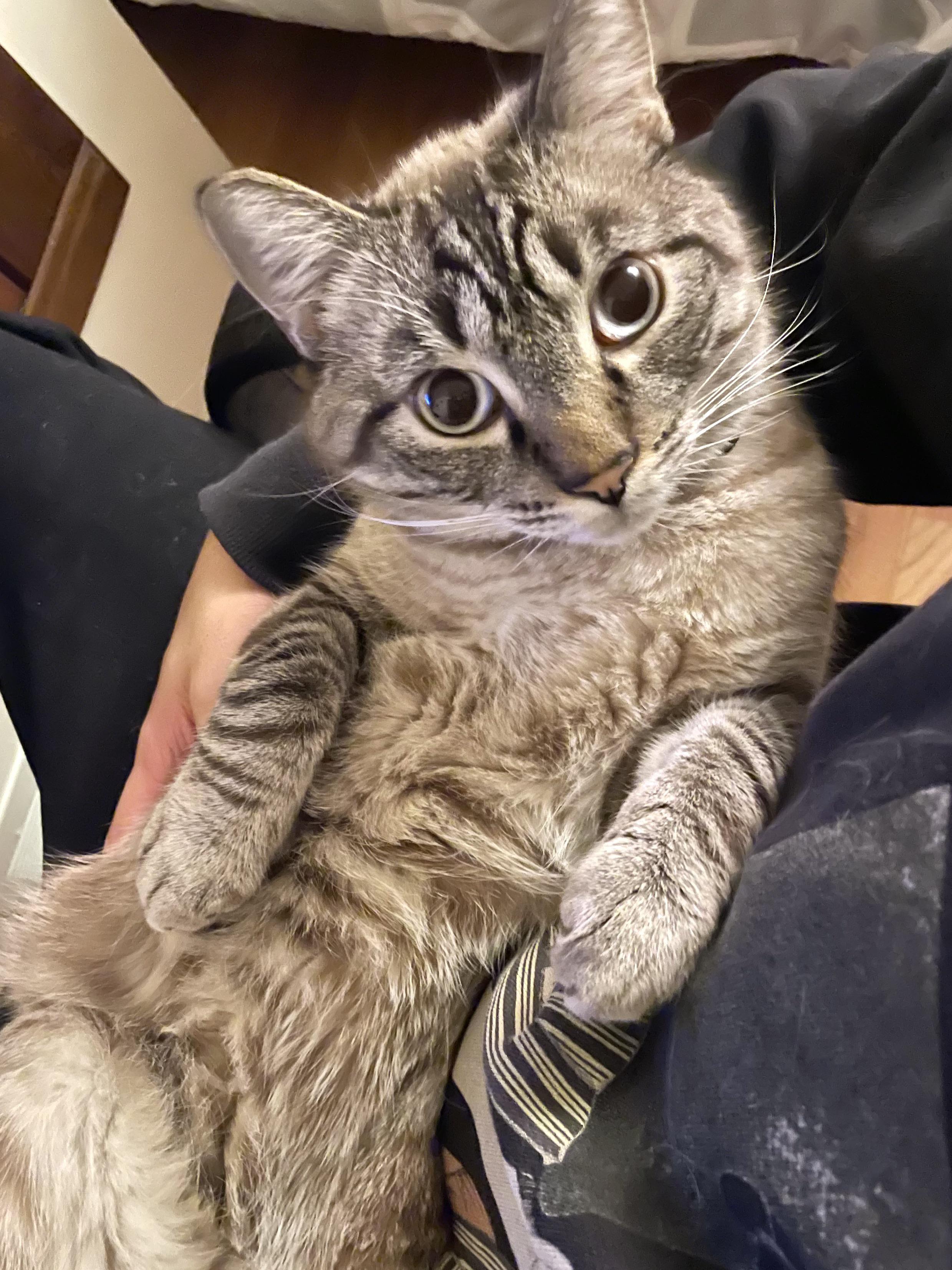 Discover more like Aww: My sweet boy had to grow into his nose [OC] and Related Content | Scrolller