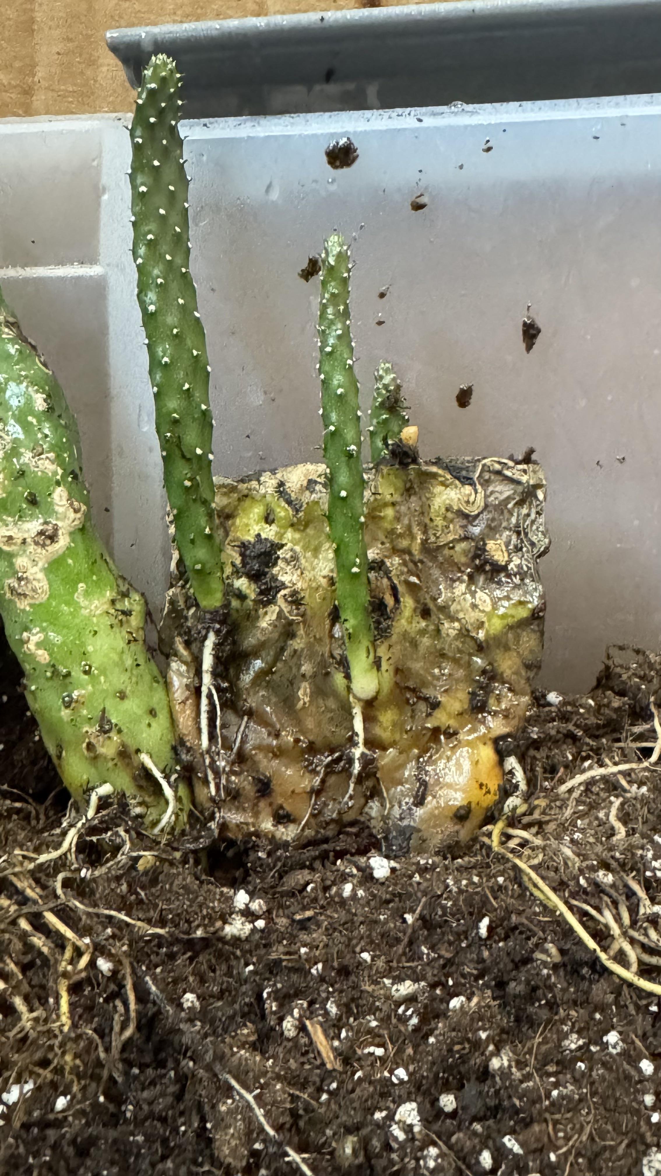 Cactus pad rotting?? | Scrolller
