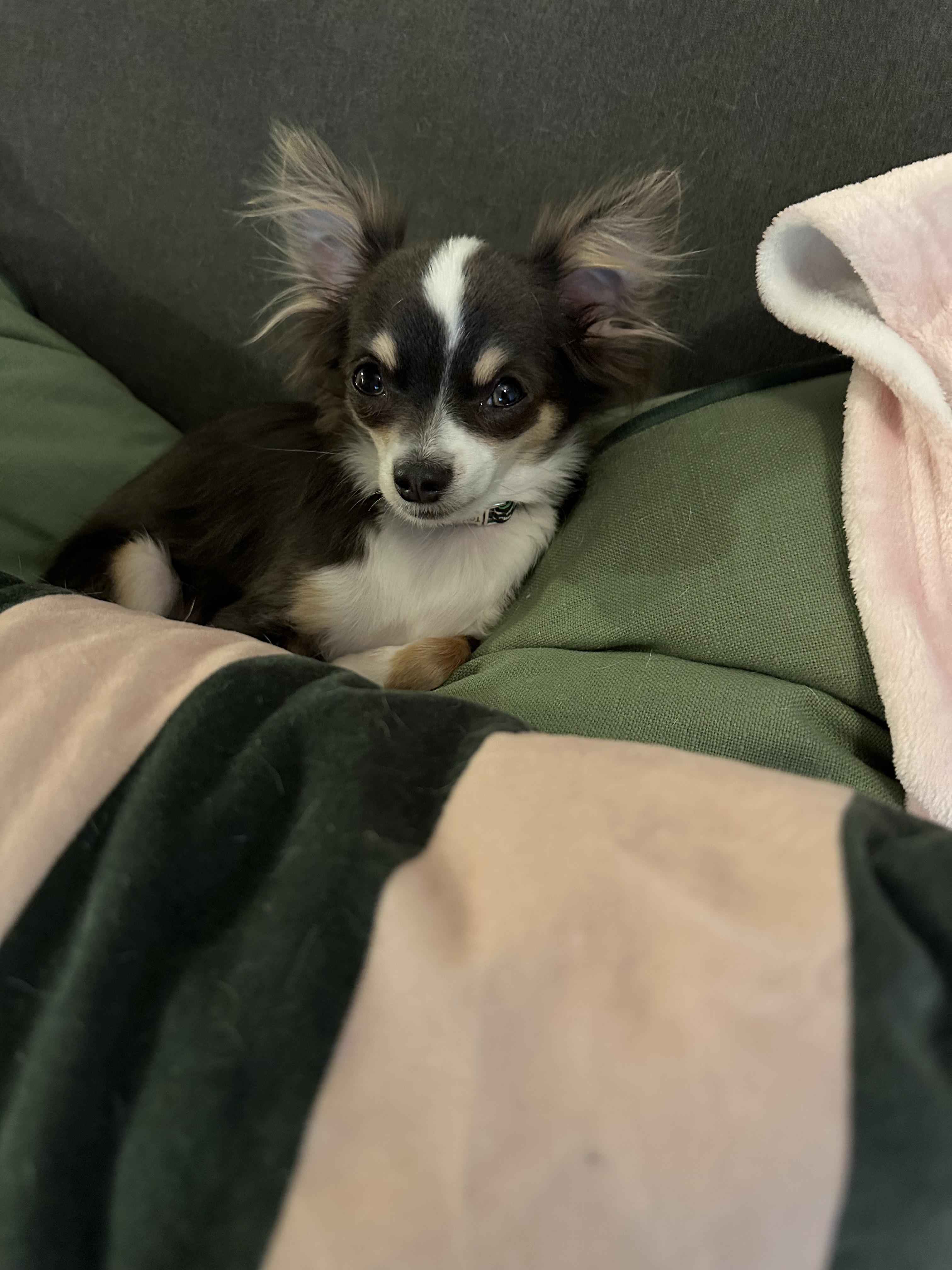 Teddy has two modes | Scrolller