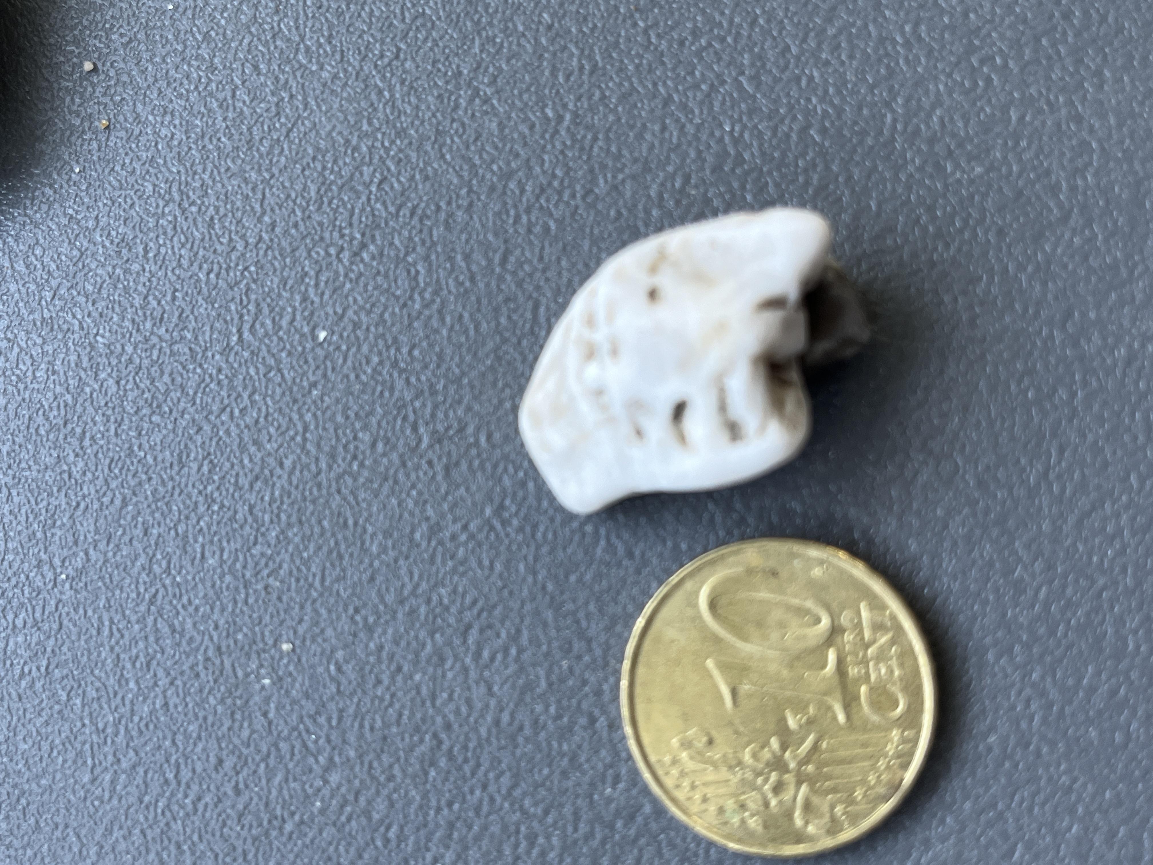 What is this? A Fossil? | Scrolller