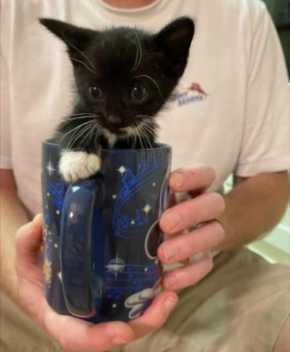 My cat from 2021-current | Scrolller