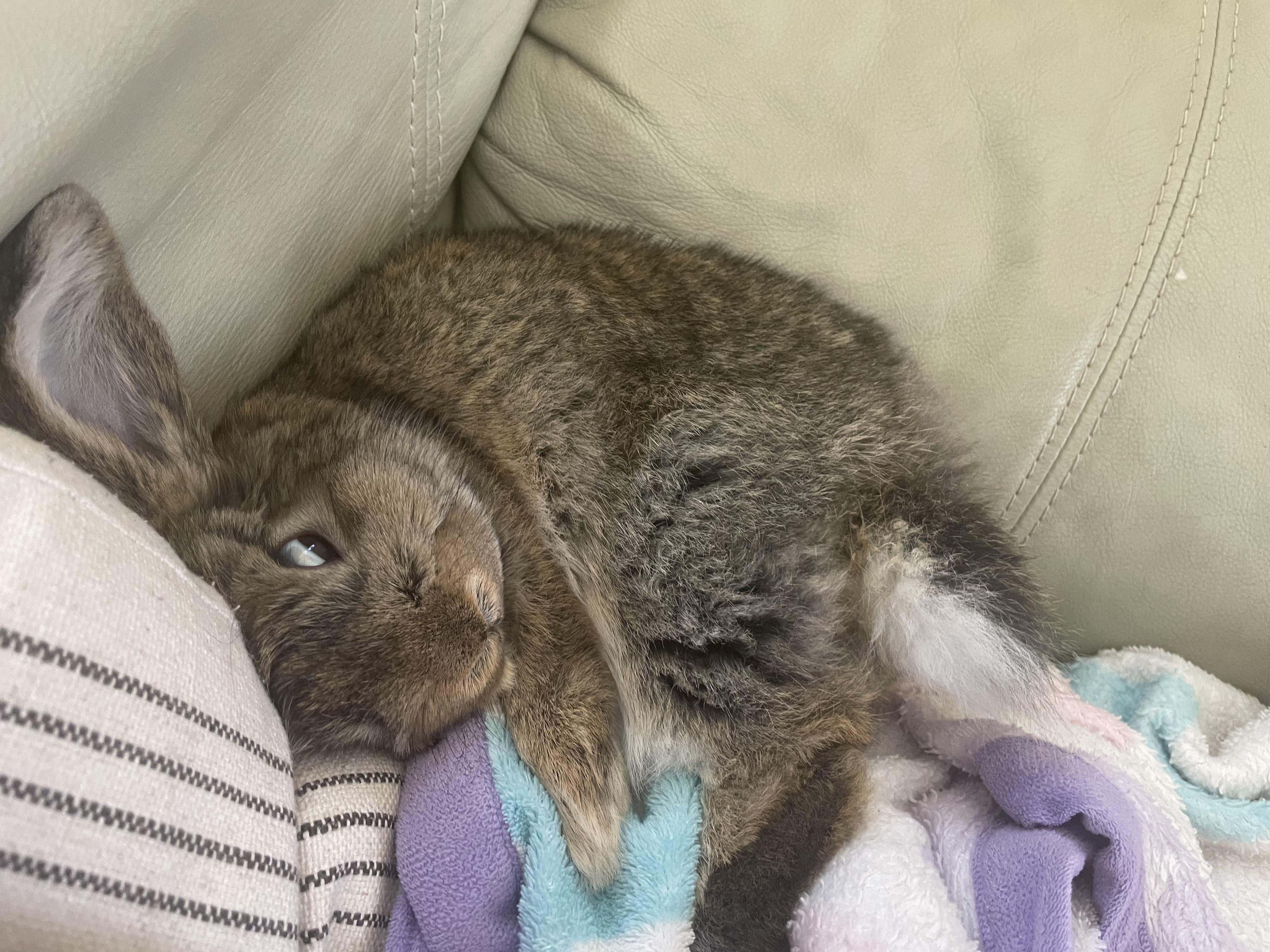 Back Flop!! | Scrolller