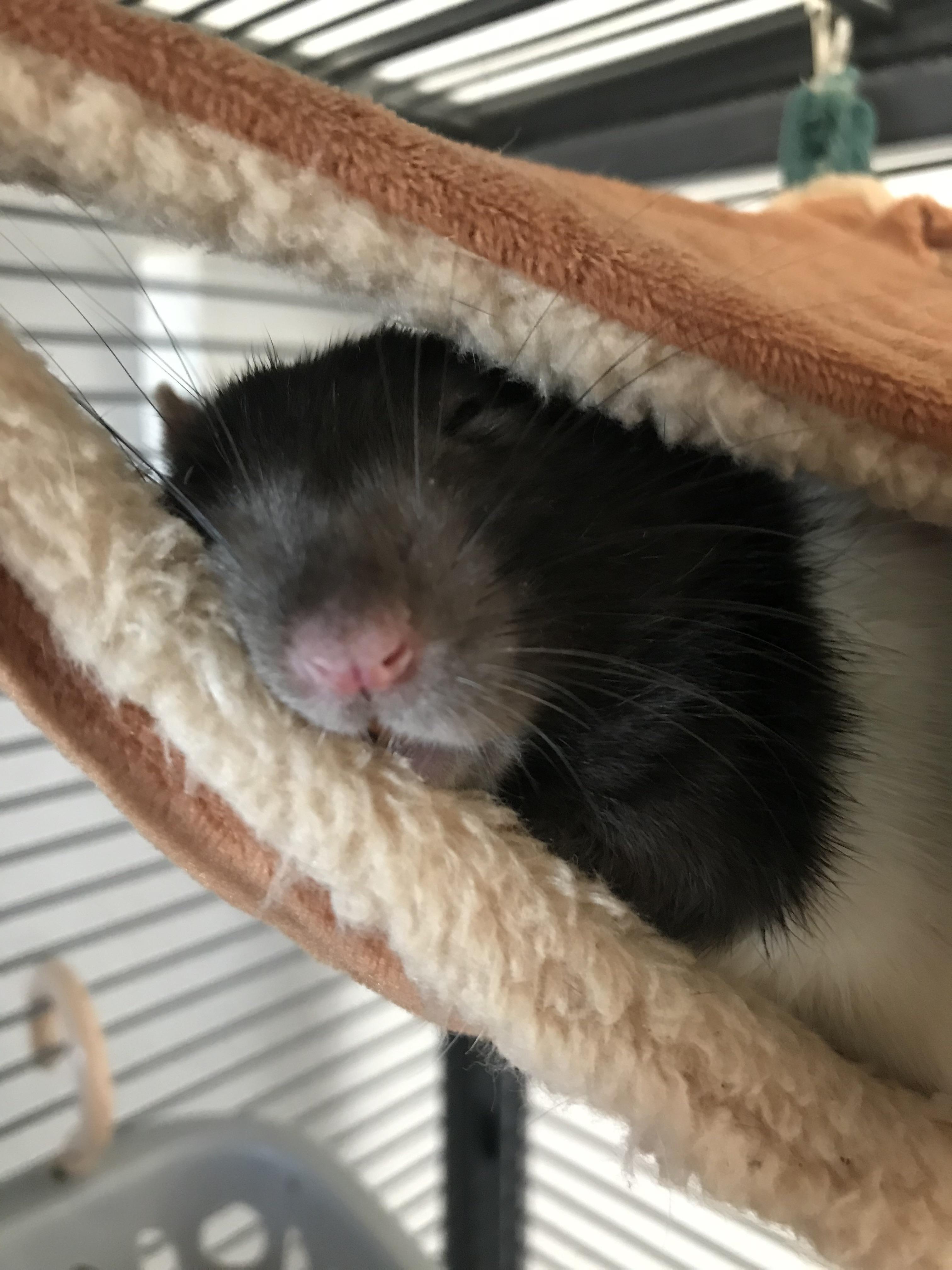 Momo is the biggest boy in the cage…naturally he loves sleeping in THE smallest hammock | Scrolller