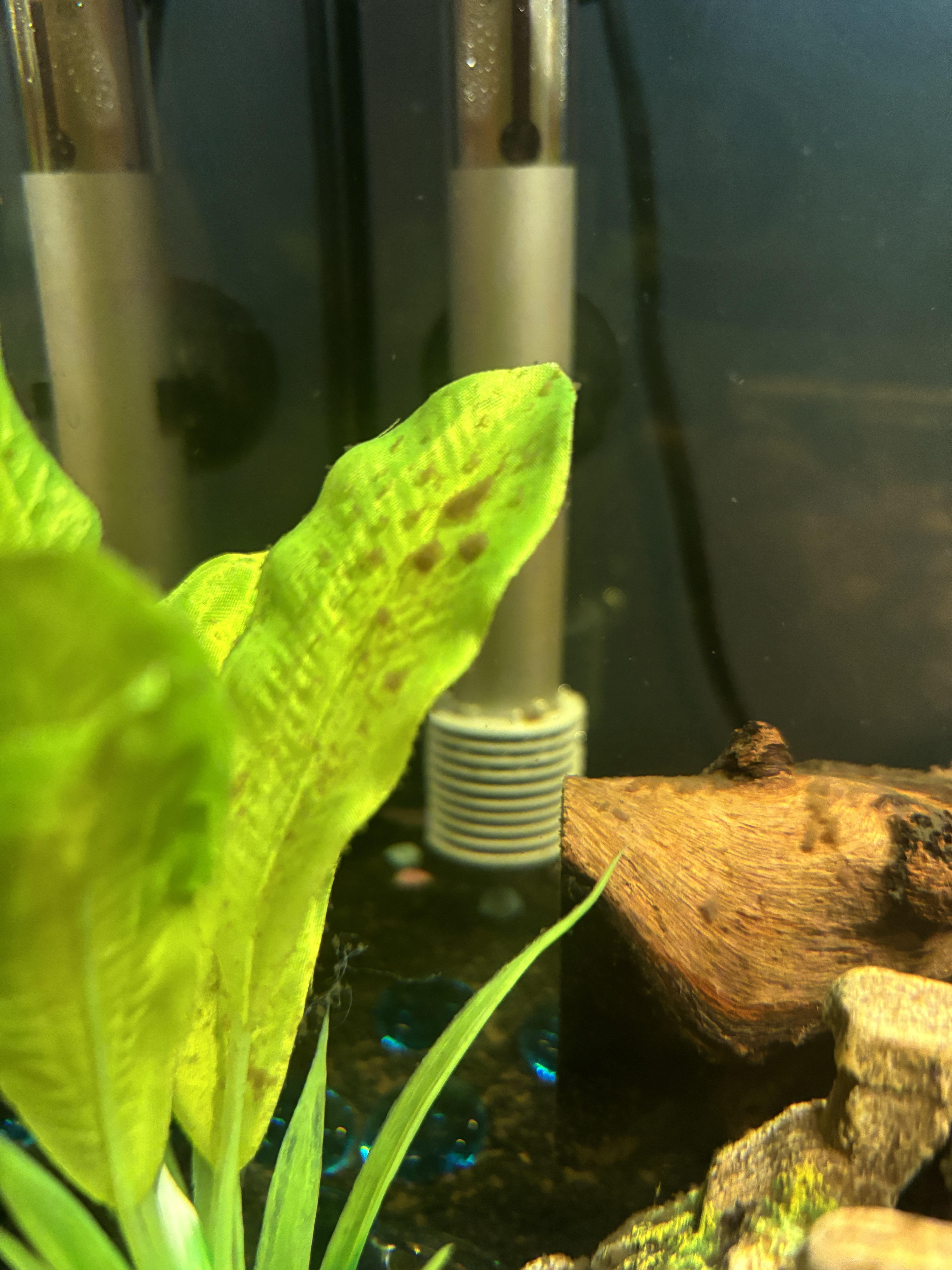 Discover more like Bettafish: Brown algae? and Related Content | Scrolller