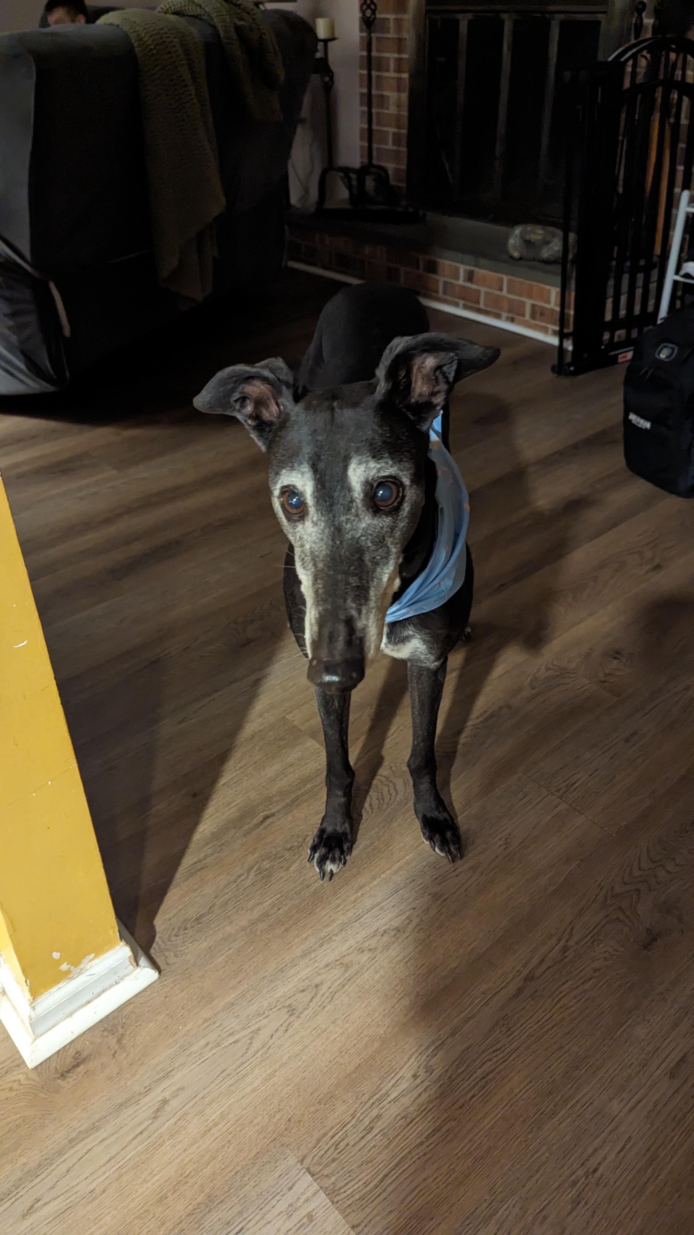 11th birthday for our drama greyhound - 2nd attempt at this post. | Scrolller