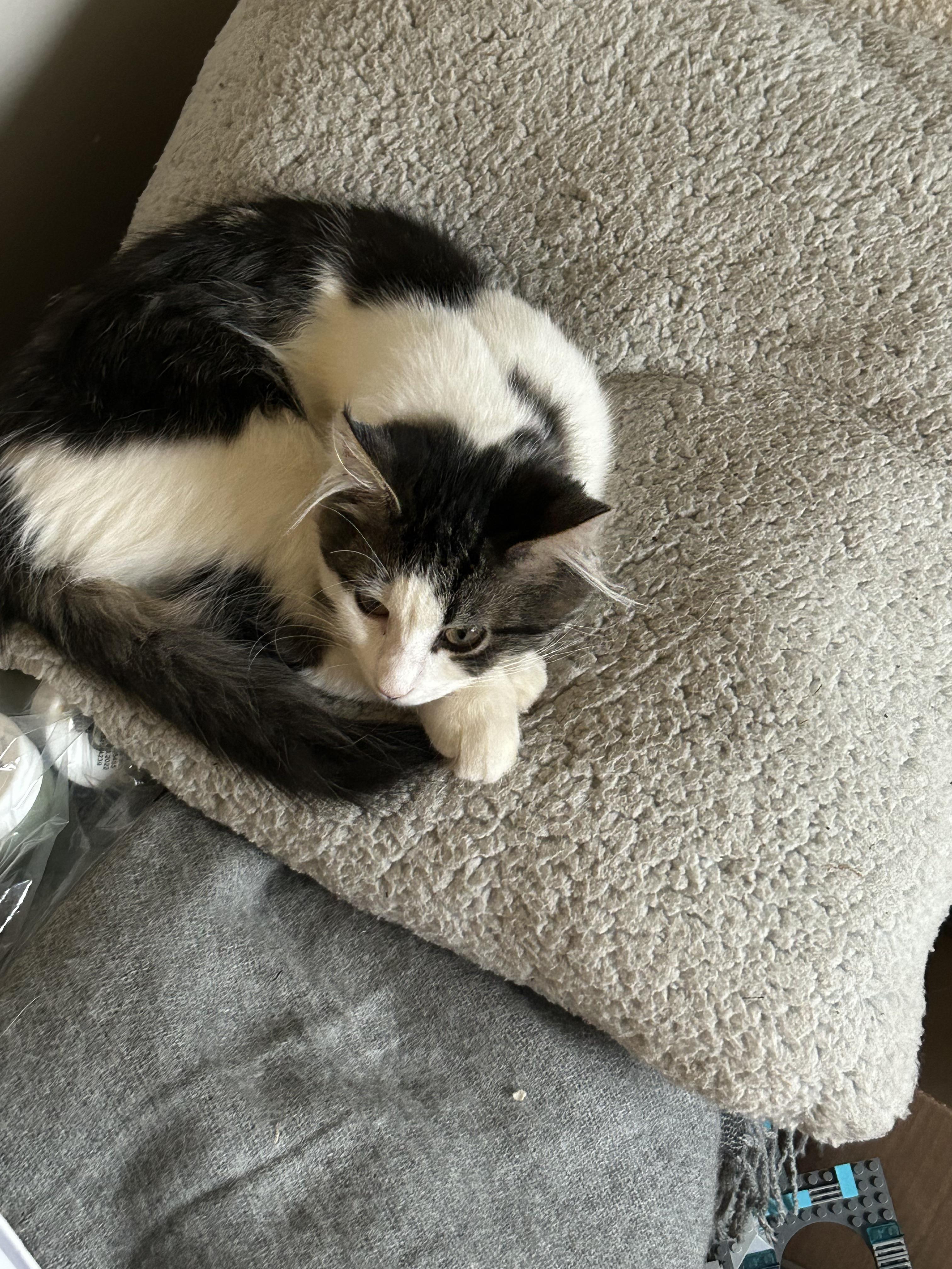 George the Beast | Scrolller