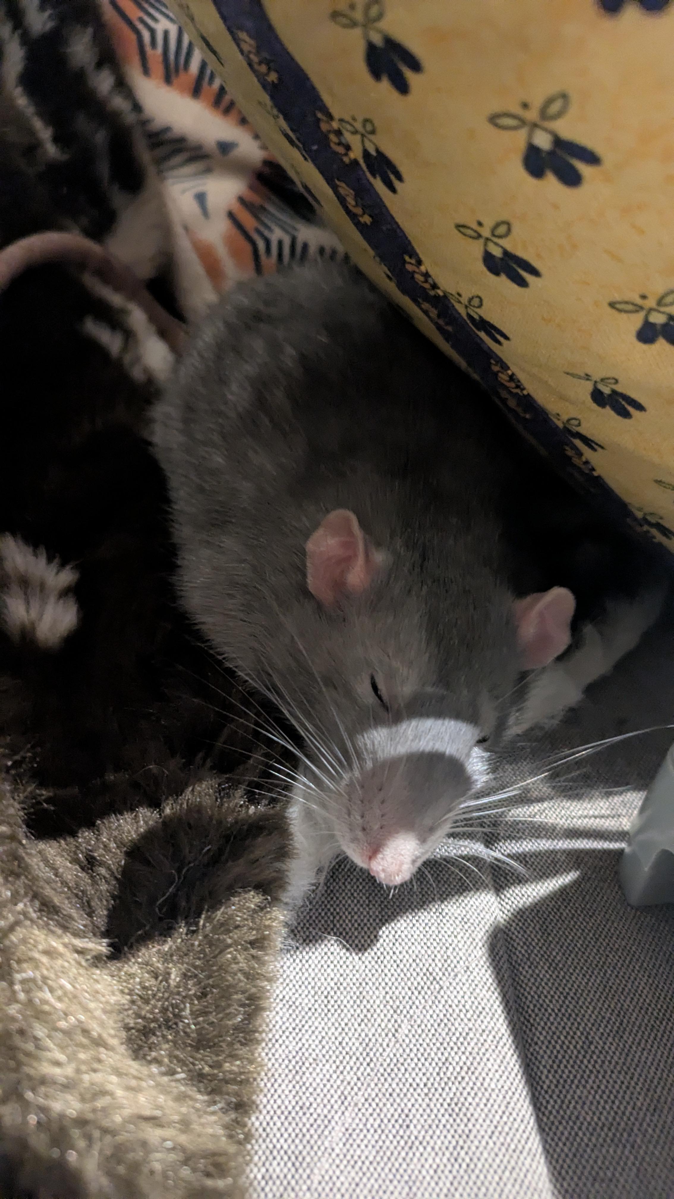 Intro gone wrong | Scrolller