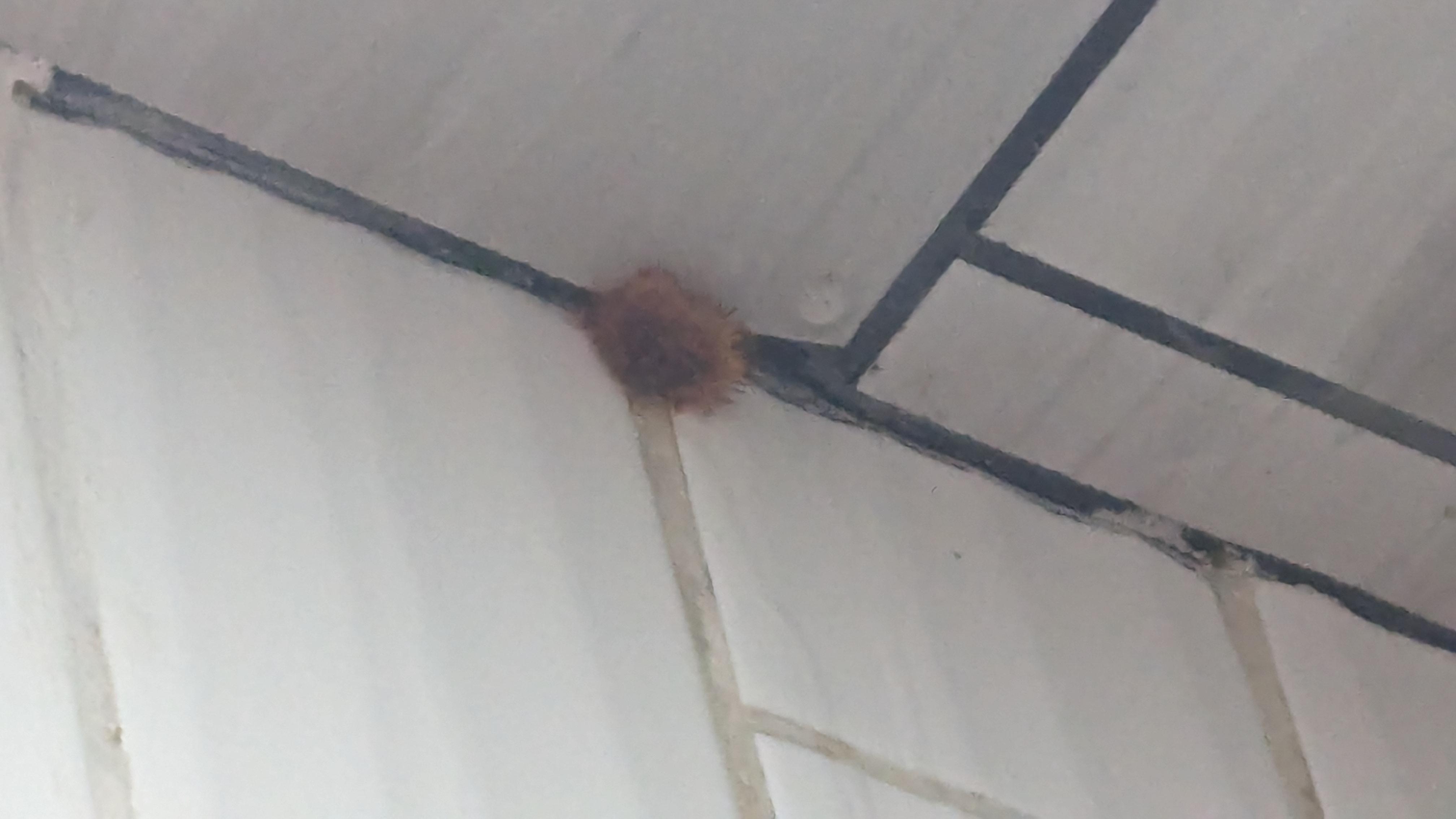 Shower grass mold? | Scrolller