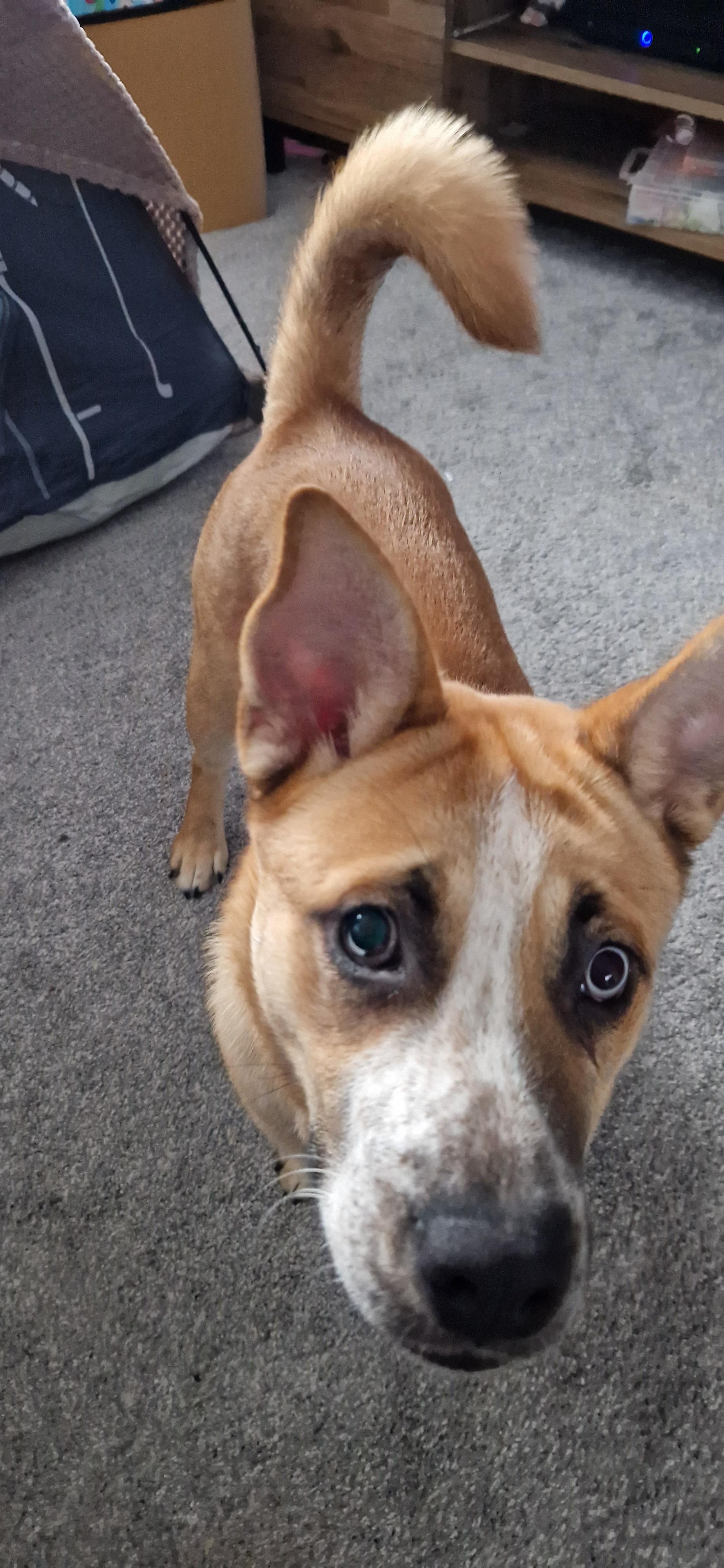 Blind pup | Scrolller