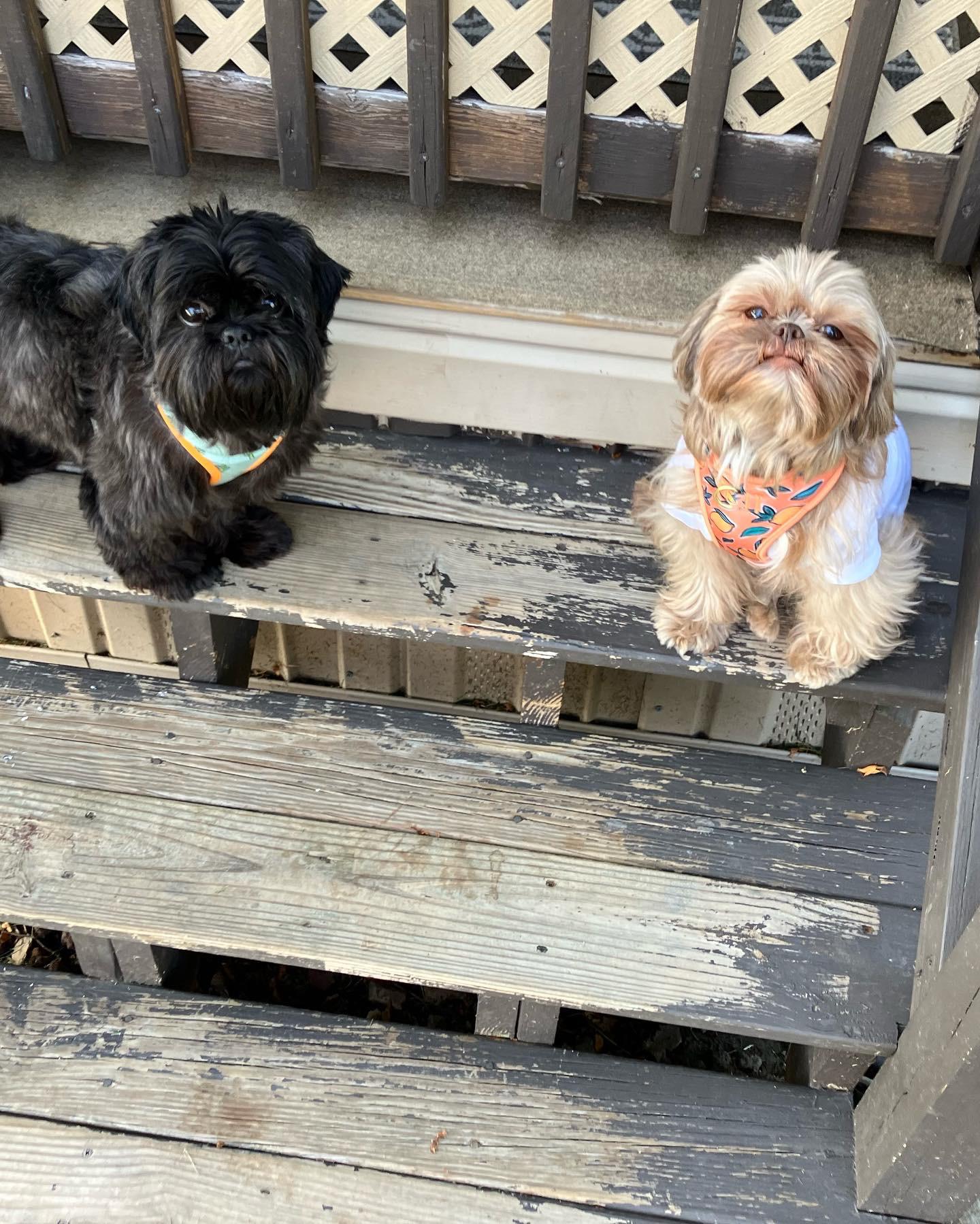 New Siblings | Scrolller