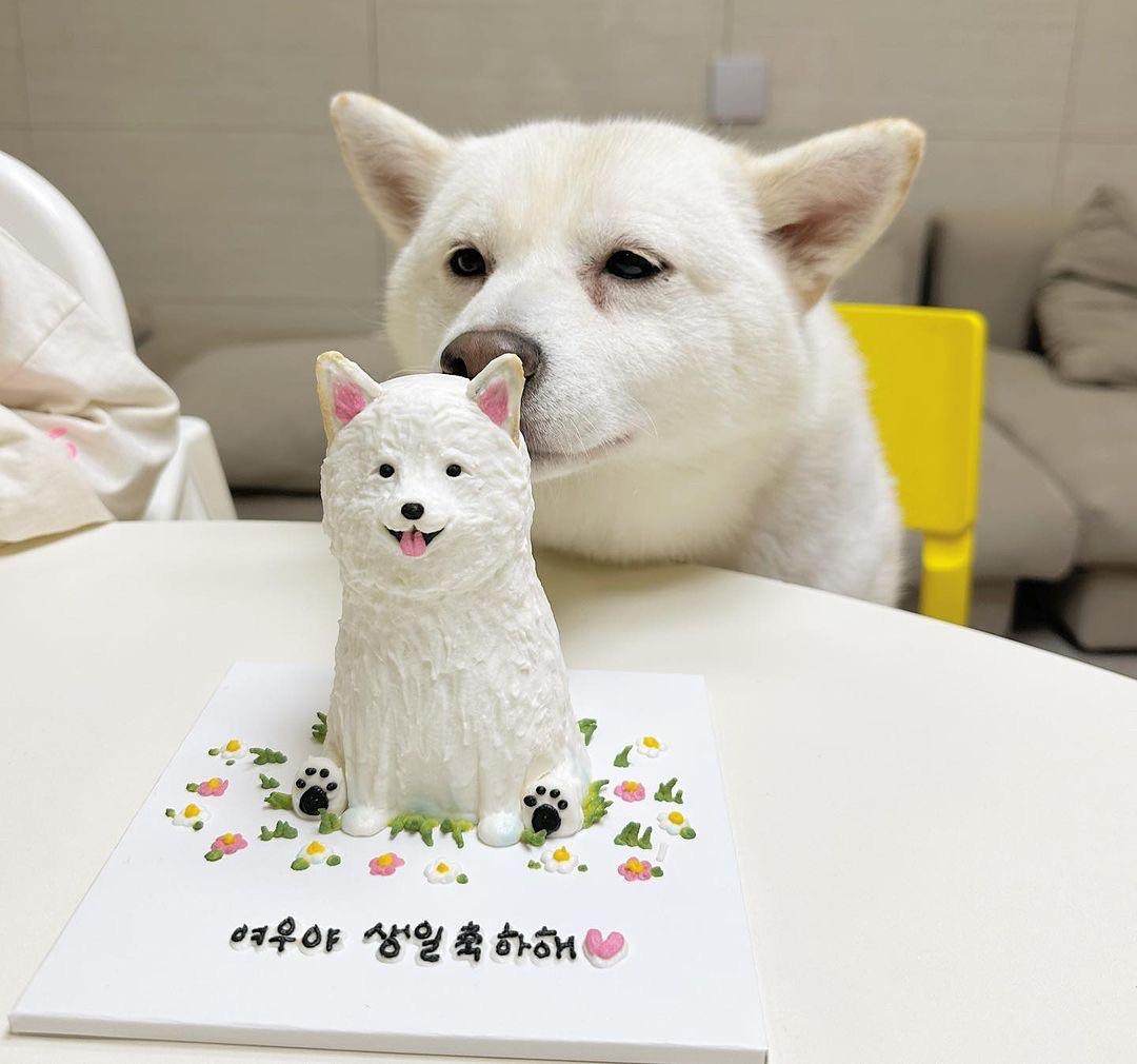 Happy birthday shibe! | Scrolller