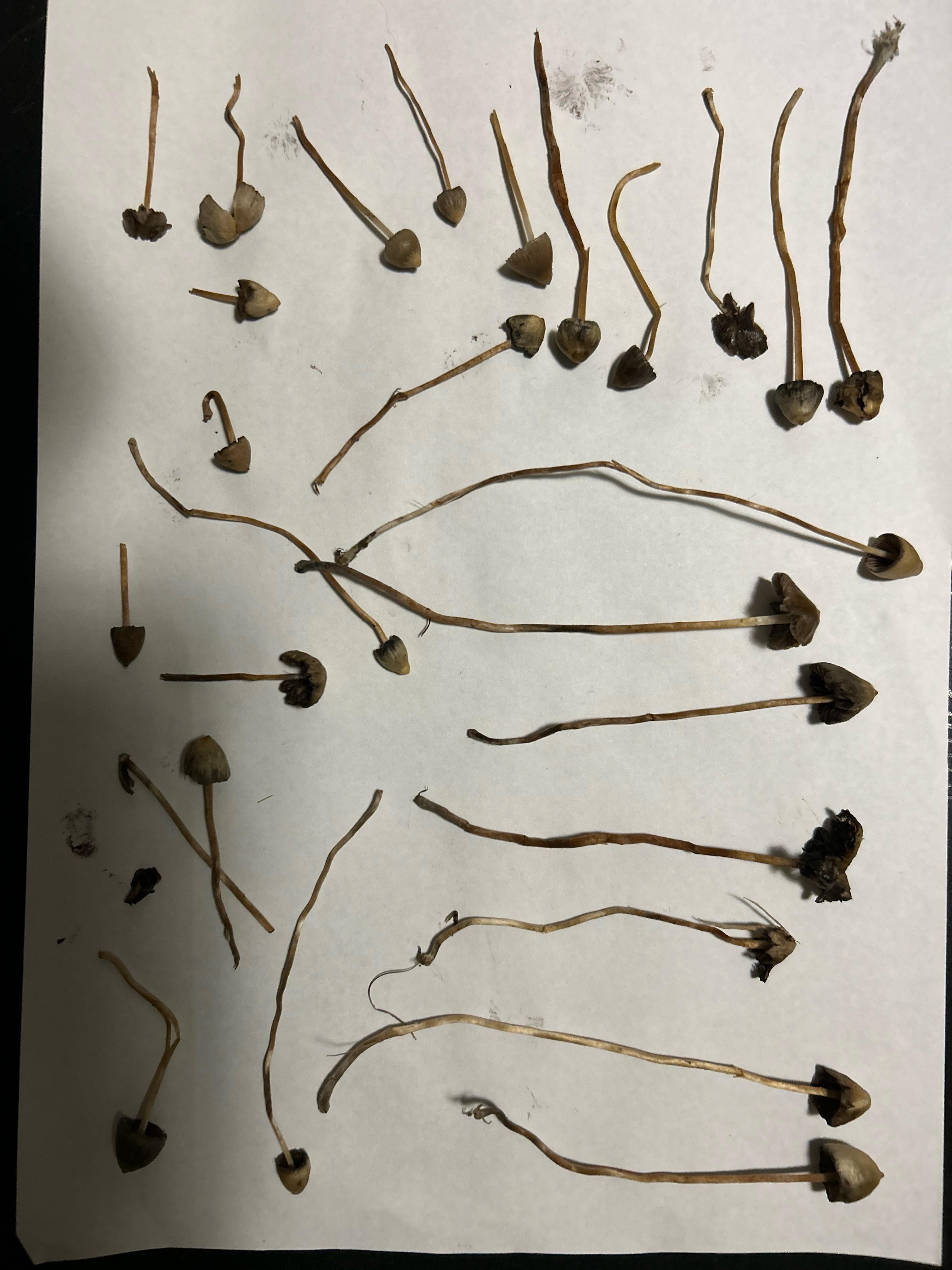 Are these libs | Scrolller