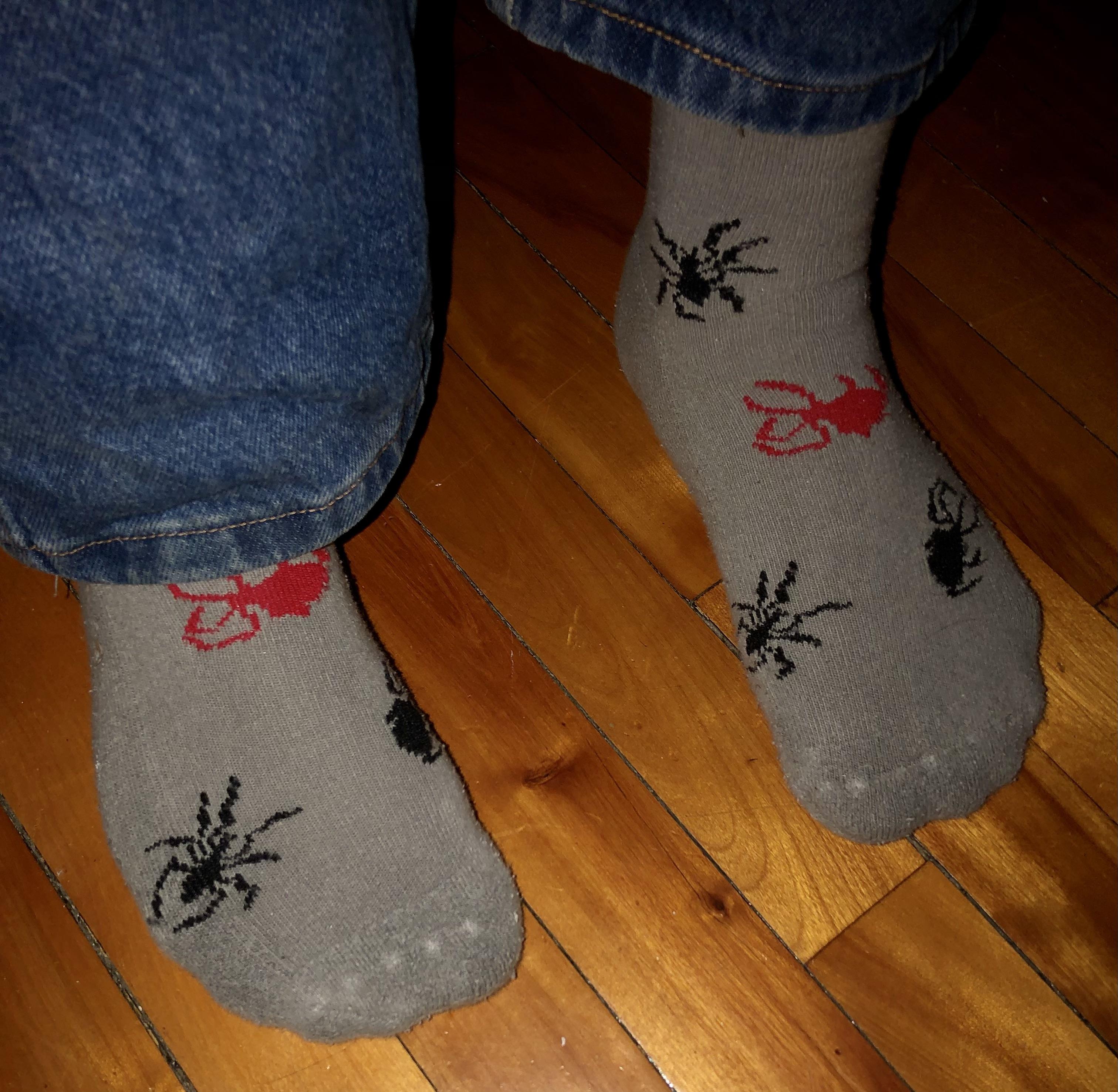 Itsy Bitsy Spiders | Scrolller