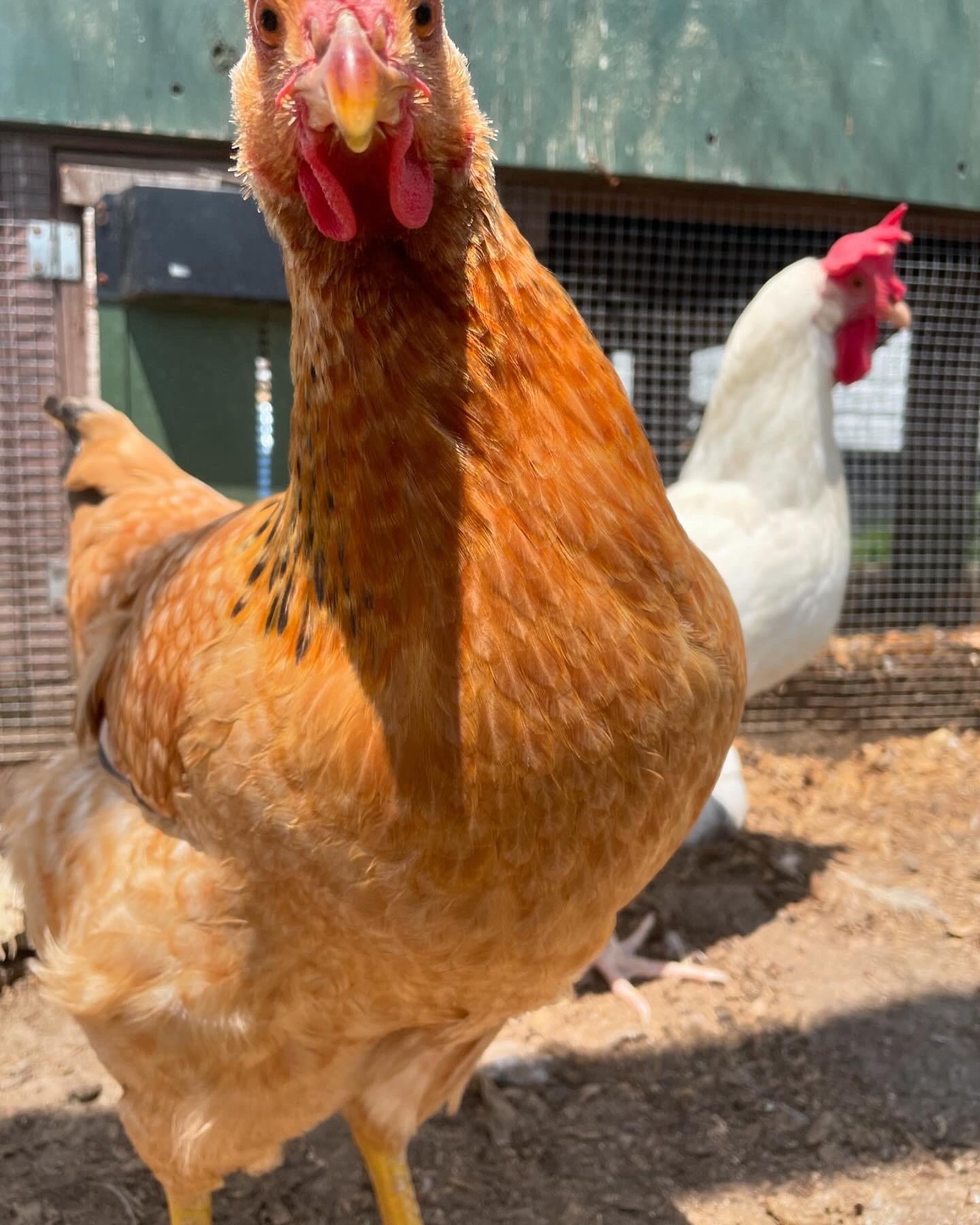 Butchering chickens | Scrolller