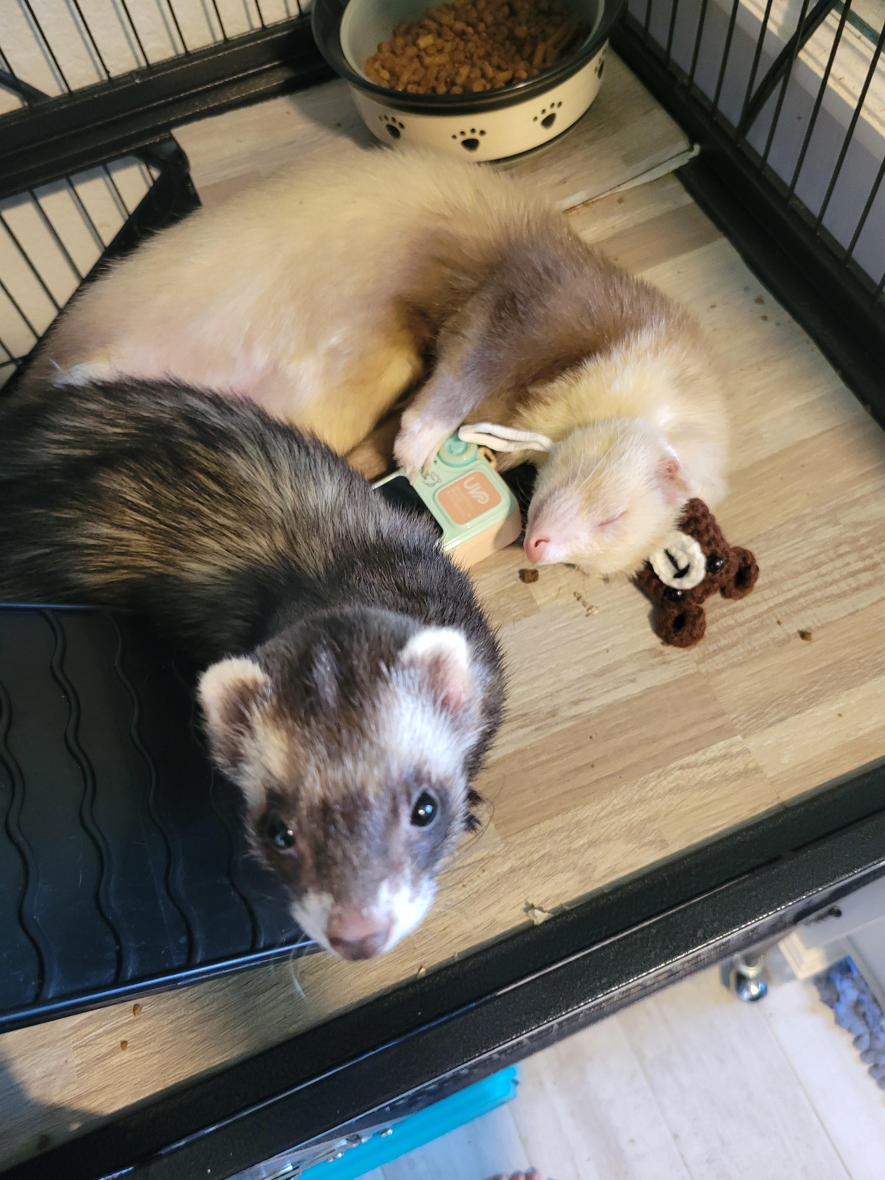 Degenerate 🙄 | Scrolller